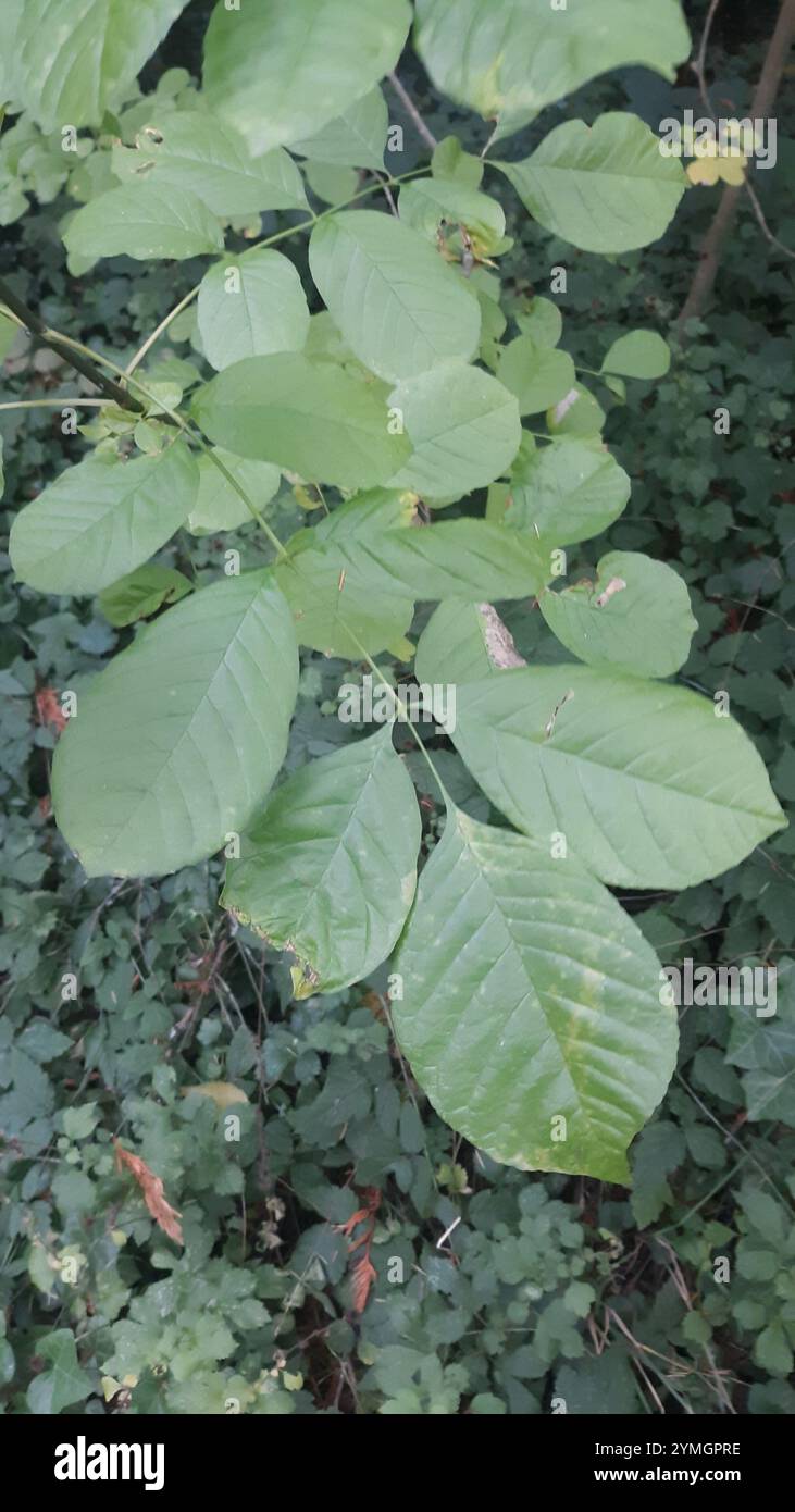 Oregon Ash (Fraxinus latifolia Stock Photo - Alamy