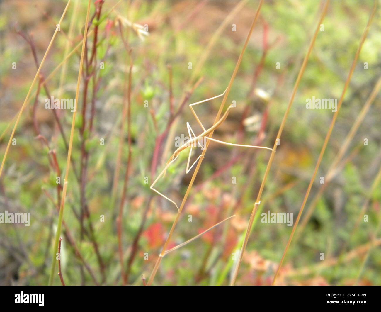 Stick Insects (Phasmida Stock Photo - Alamy