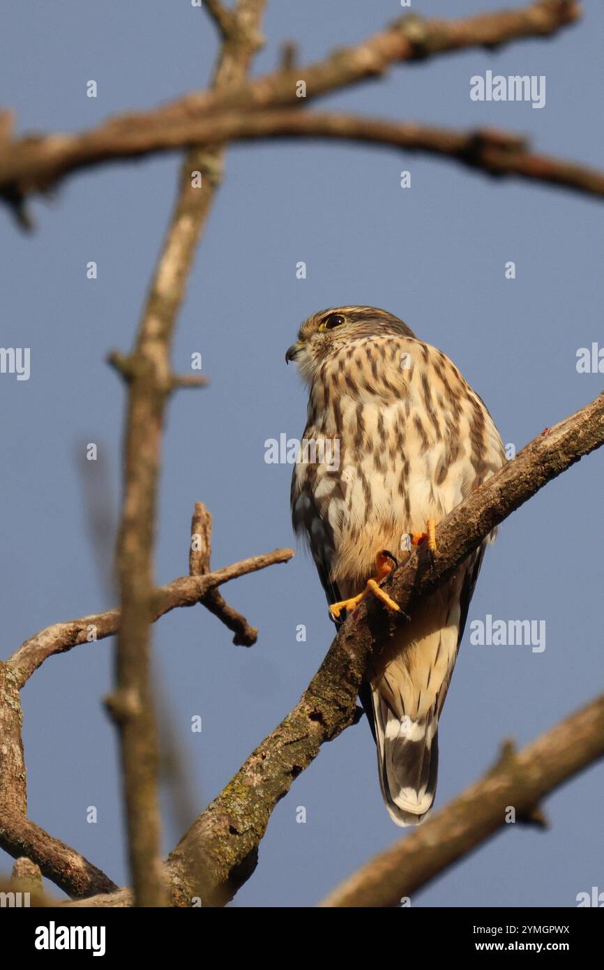 Merlin (Falco columbarius Stock Photo - Alamy