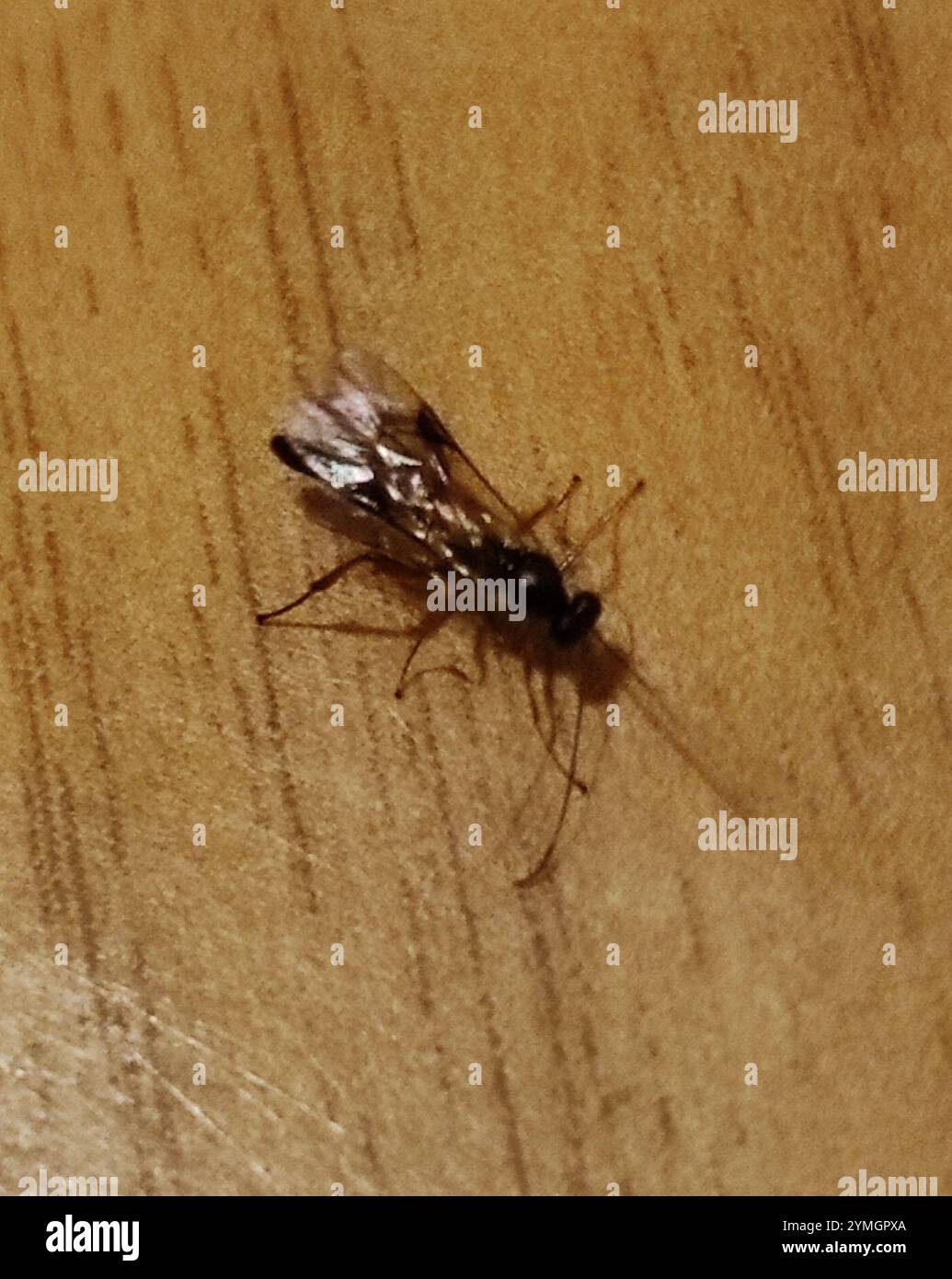 Ants, Bees, Wasps, and Sawflies (Hymenoptera Stock Photo - Alamy