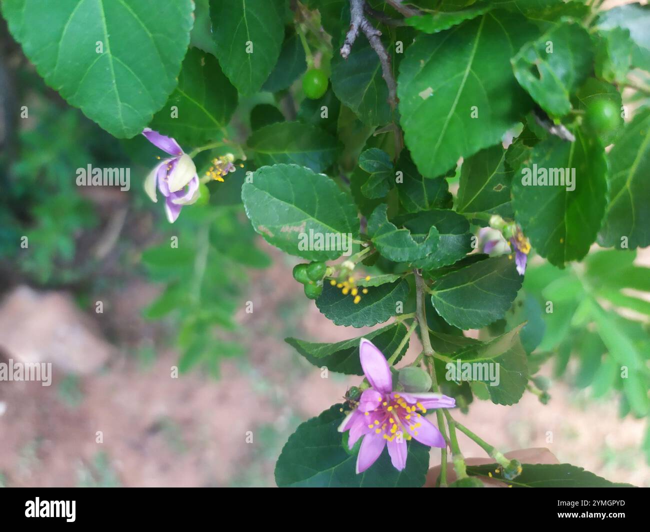 Crossberry (Grewia occidentalis Stock Photo - Alamy