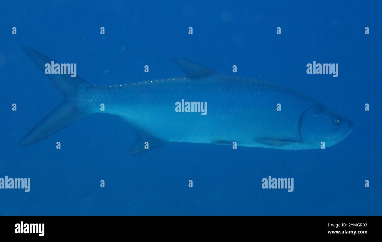Atlantic Tarpon (Megalops atlanticus Stock Photo - Alamy