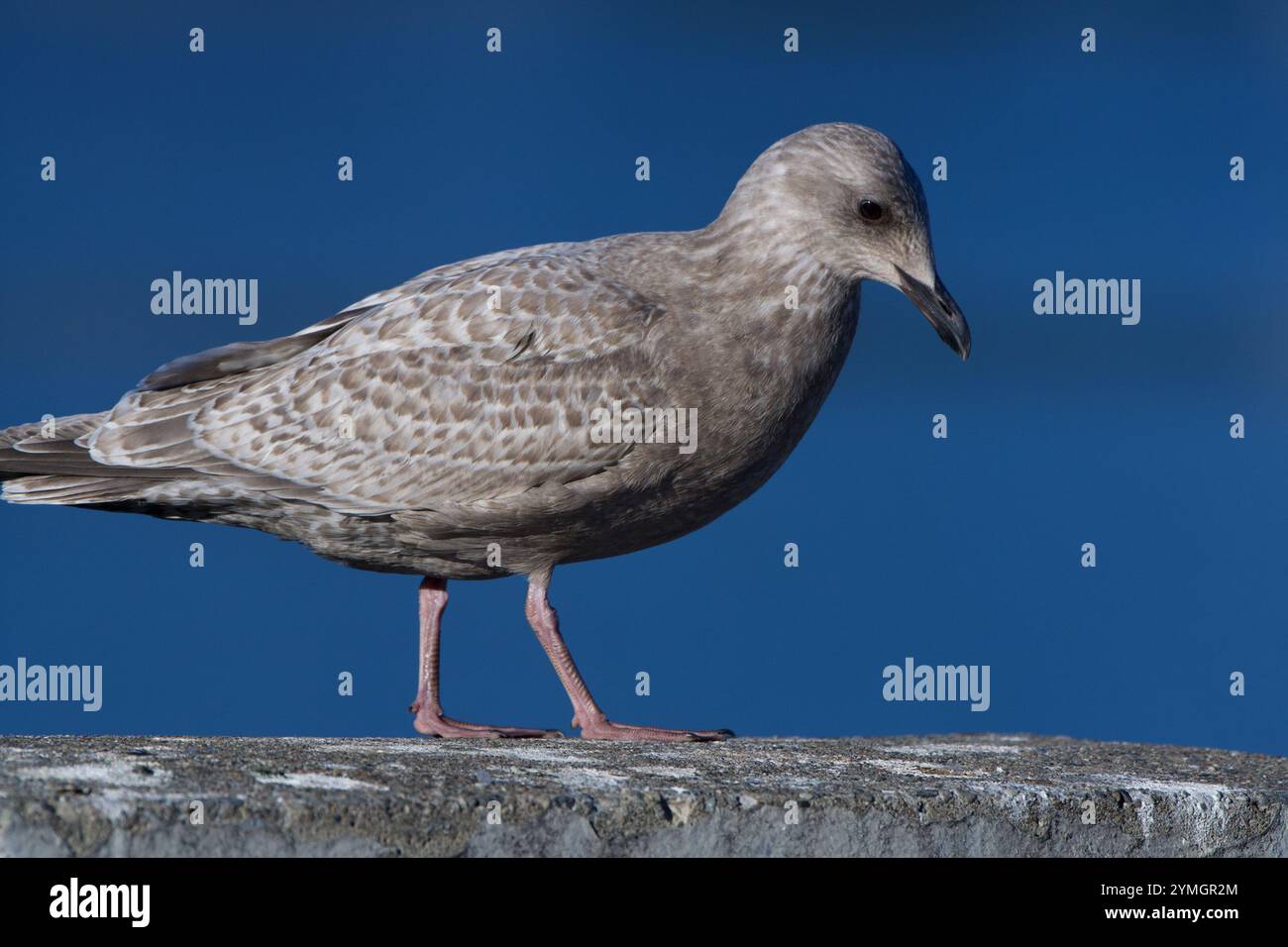 Larus glaucoides thayeri hi-res stock photography and images - Alamy
