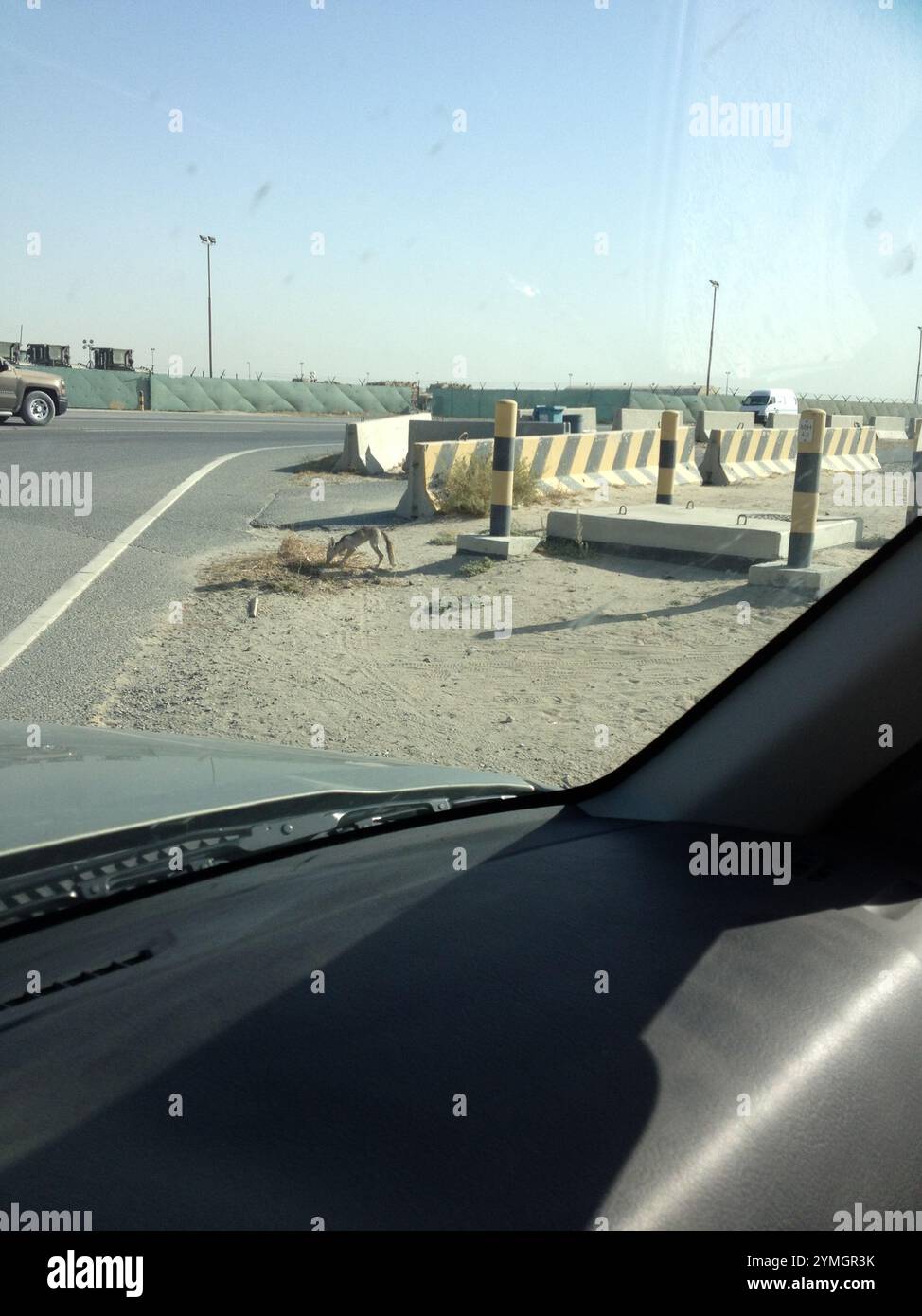 Arabian Red Fox (Vulpes vulpes arabica Stock Photo - Alamy