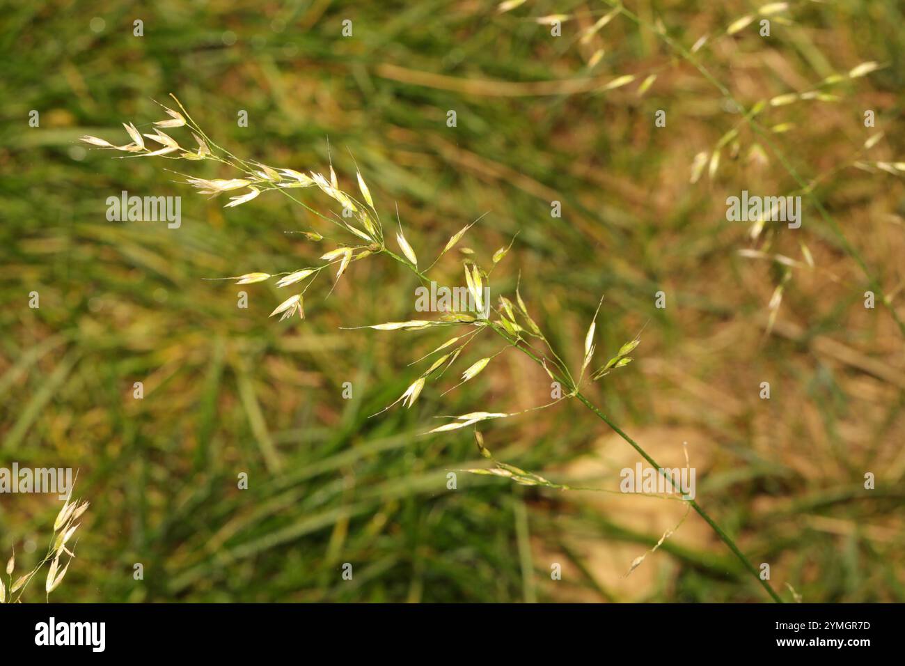 tall oat grass (Arrhenatherum elatius Stock Photo - Alamy