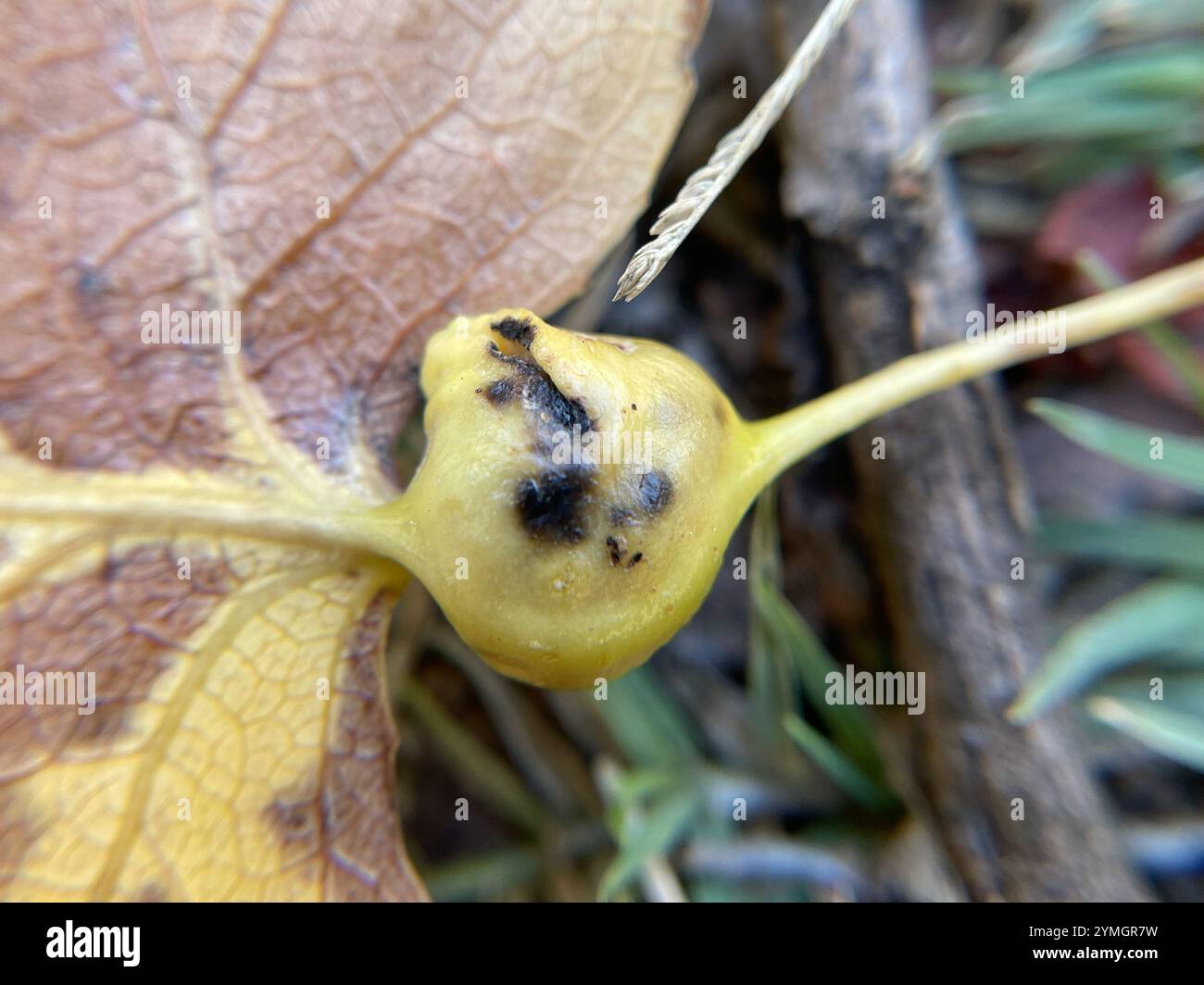 Cherubic Poplar Petiole-gall Aphid (Pemphigus obesinymphae Stock Photo ...