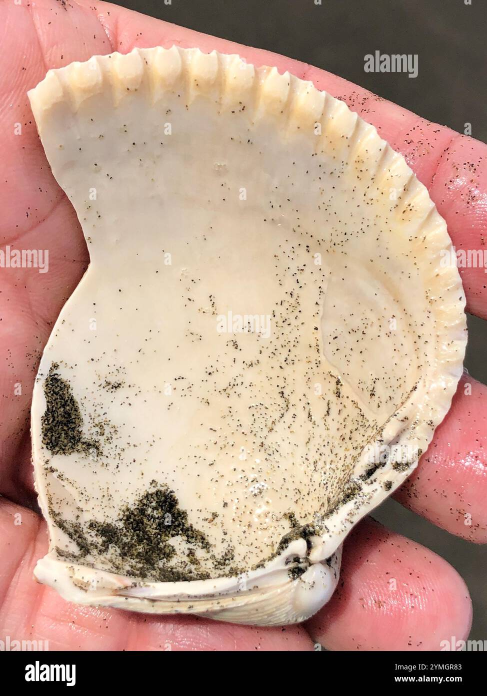 Nuttall's Cockle (Clinocardium nuttallii Stock Photo - Alamy