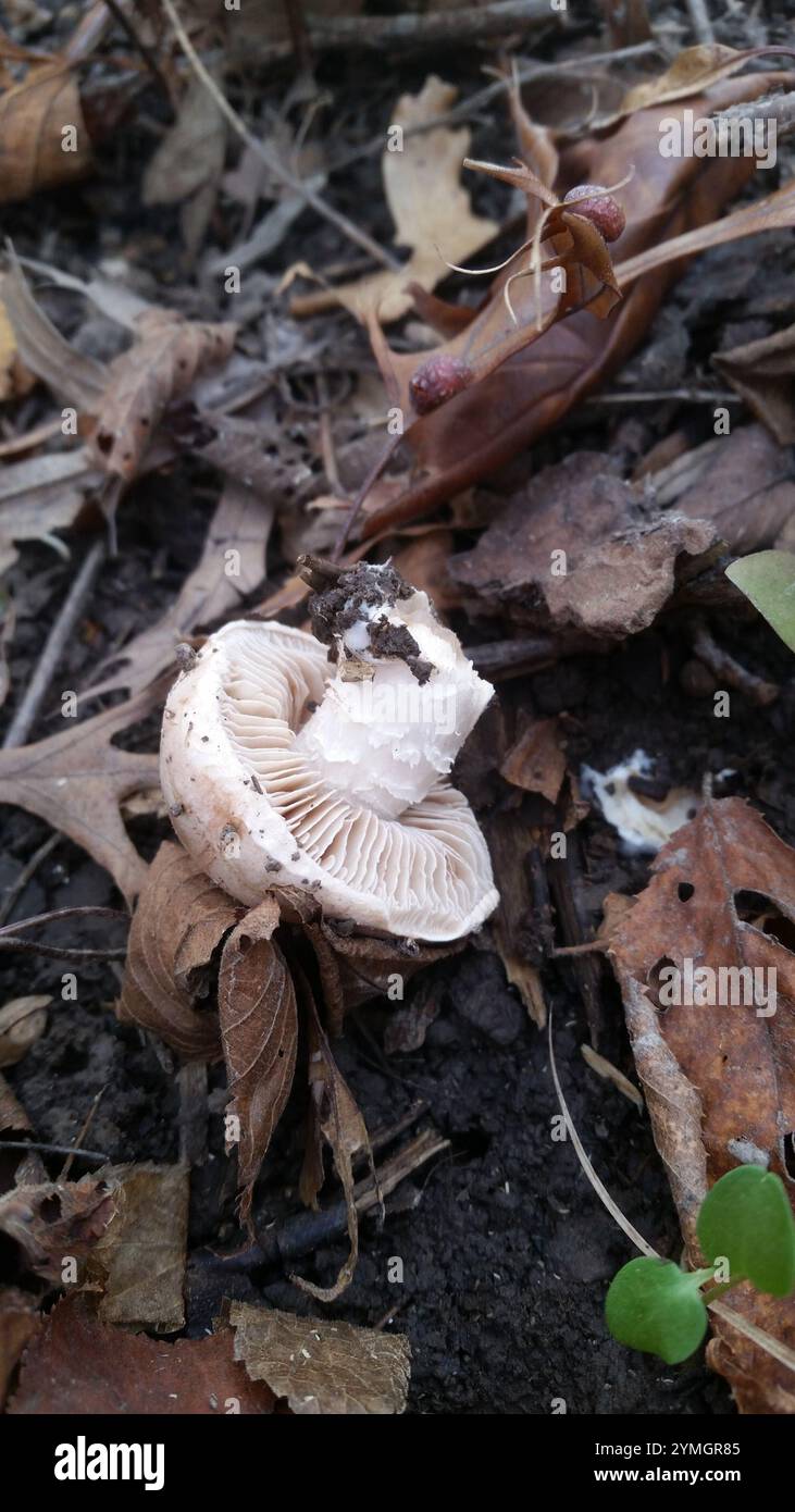 Poisonpie hi-res stock photography and images - Alamy