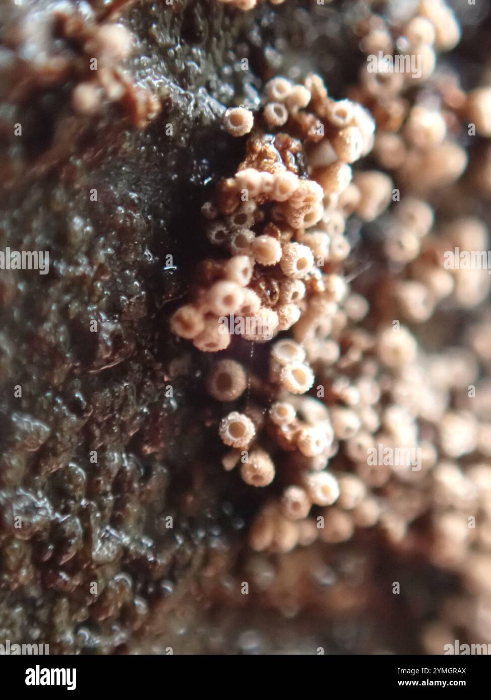 Crowded cuplet hi-res stock photography and images - Alamy