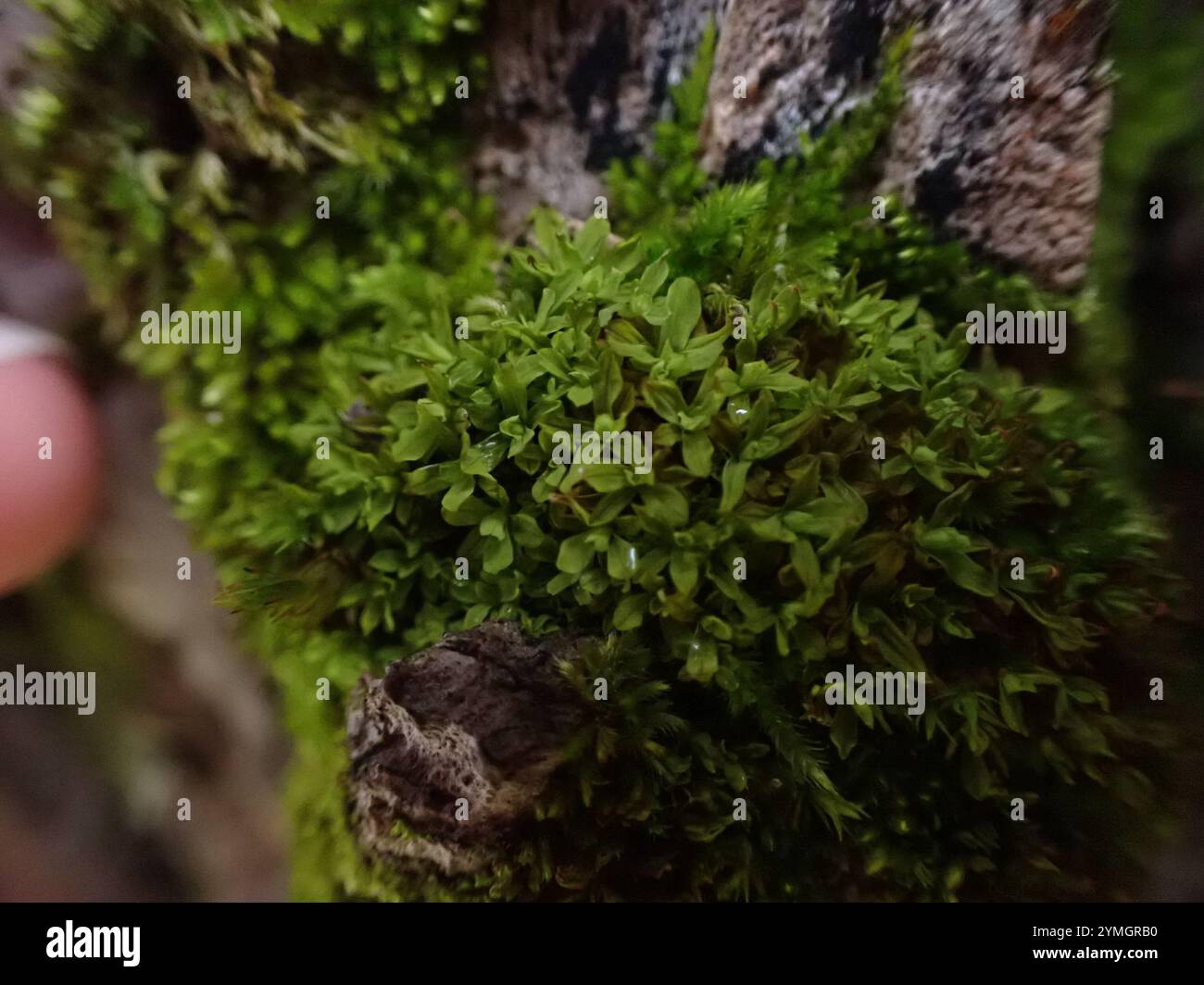 Water Screw-moss (Syntrichia latifolia Stock Photo - Alamy