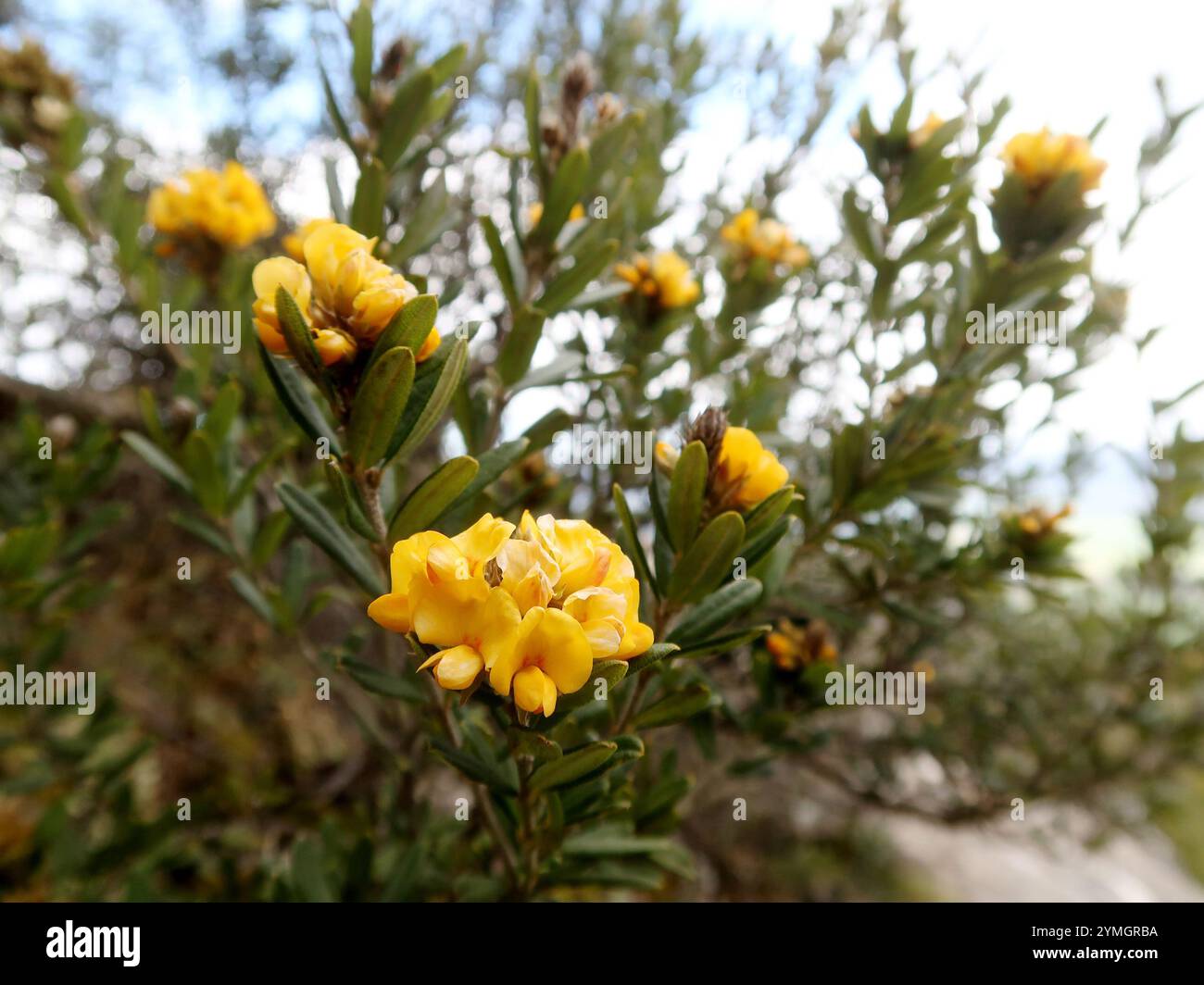 golden shaggy-pea (Oxylobium ellipticum Stock Photo - Alamy