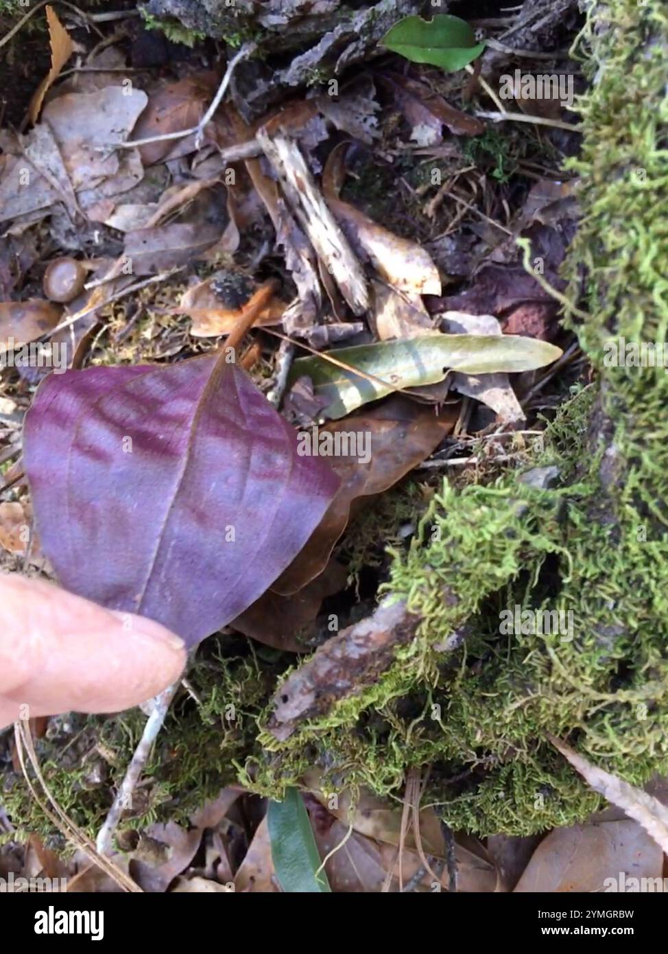 crane-fly orchid (Tipularia discolor Stock Photo - Alamy