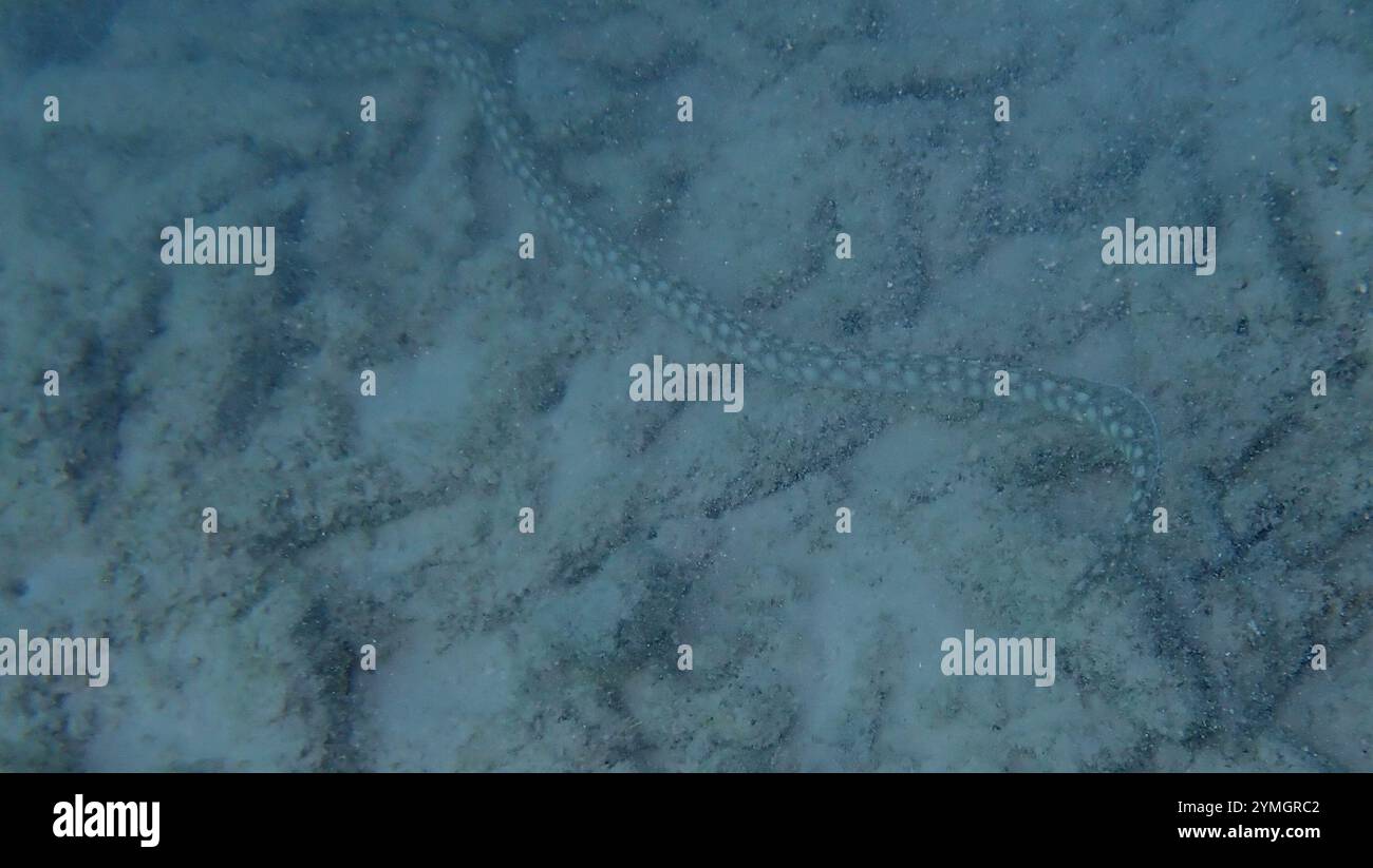 Sharptail Eel (Myrichthys breviceps Stock Photo - Alamy