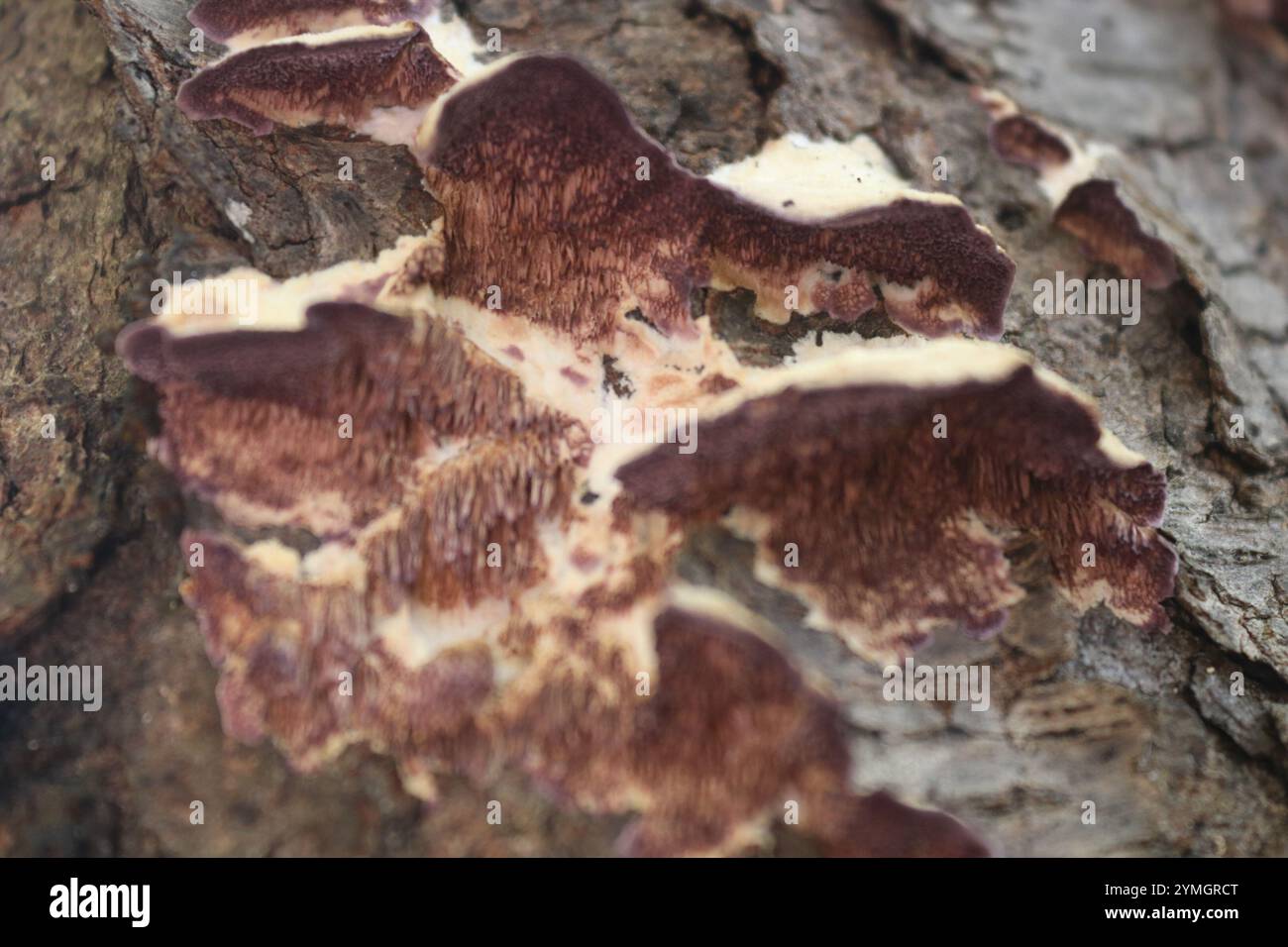 violet-toothed polypore (Trichaptum biforme Stock Photo - Alamy