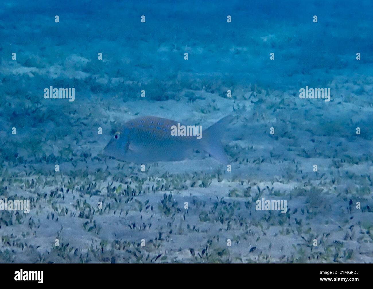 Lethrinus nebulosus hi-res stock photography and images - Alamy