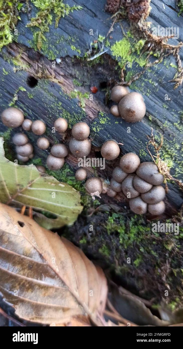 Wolf's Milk (Lycogala epidendrum Stock Photo - Alamy