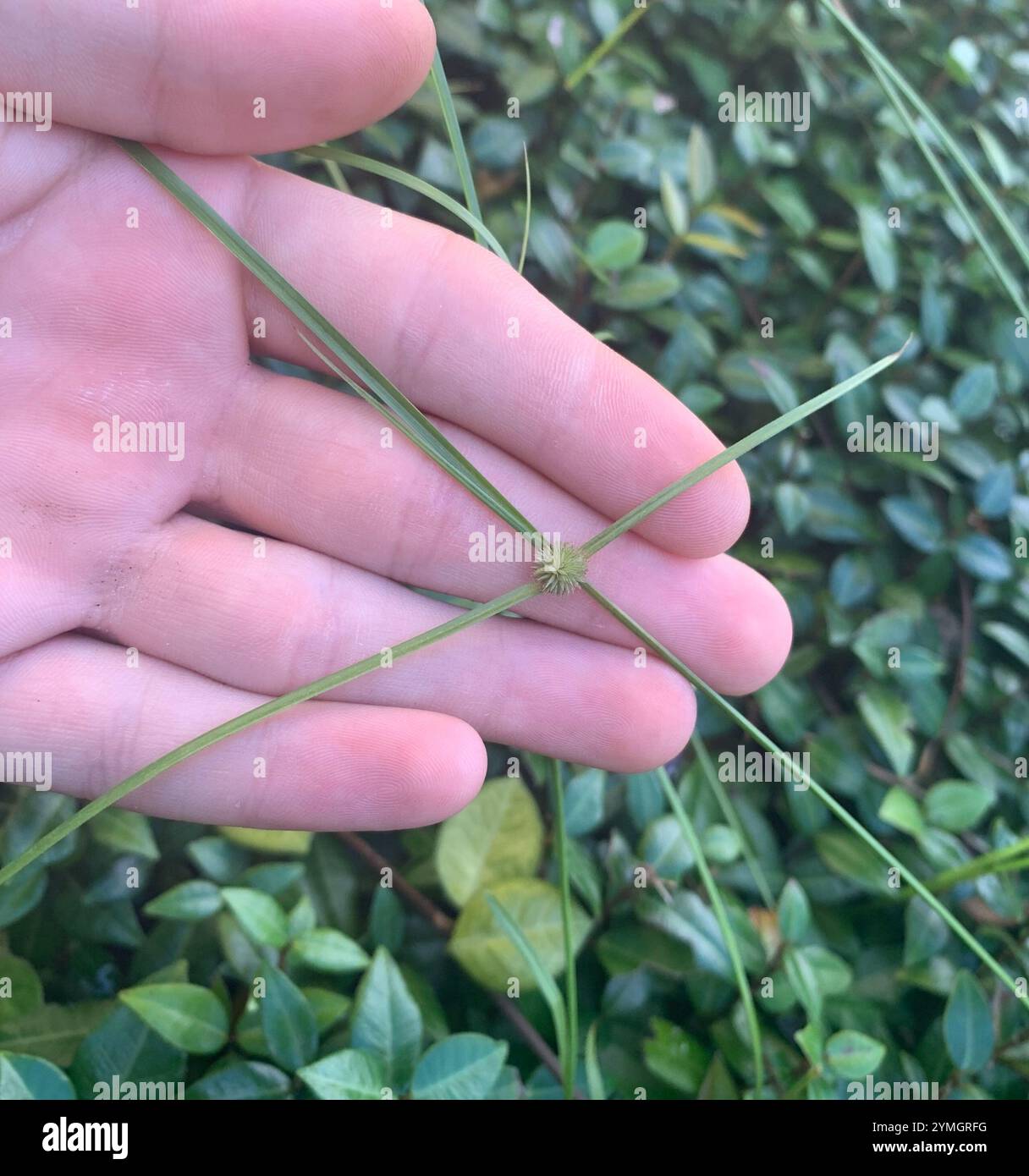 Shortleaf Spikesedge (Cyperus brevifolius Stock Photo - Alamy