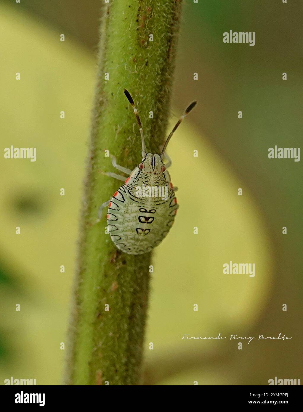 Stink Bugs (Pentatomidae Stock Photo - Alamy
