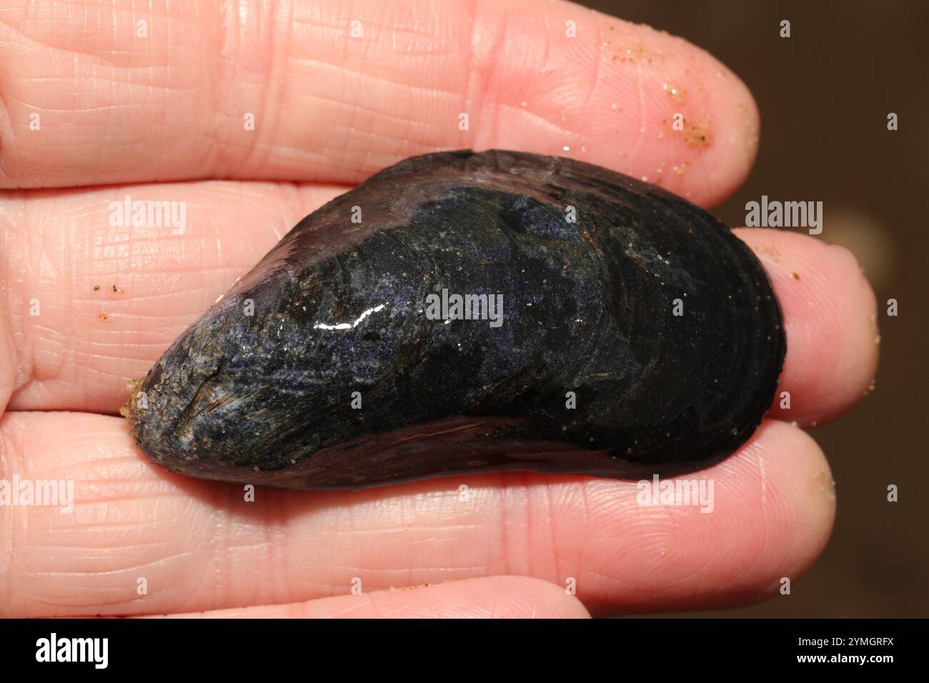 Blue Mussel (Mytilus edulis Stock Photo - Alamy