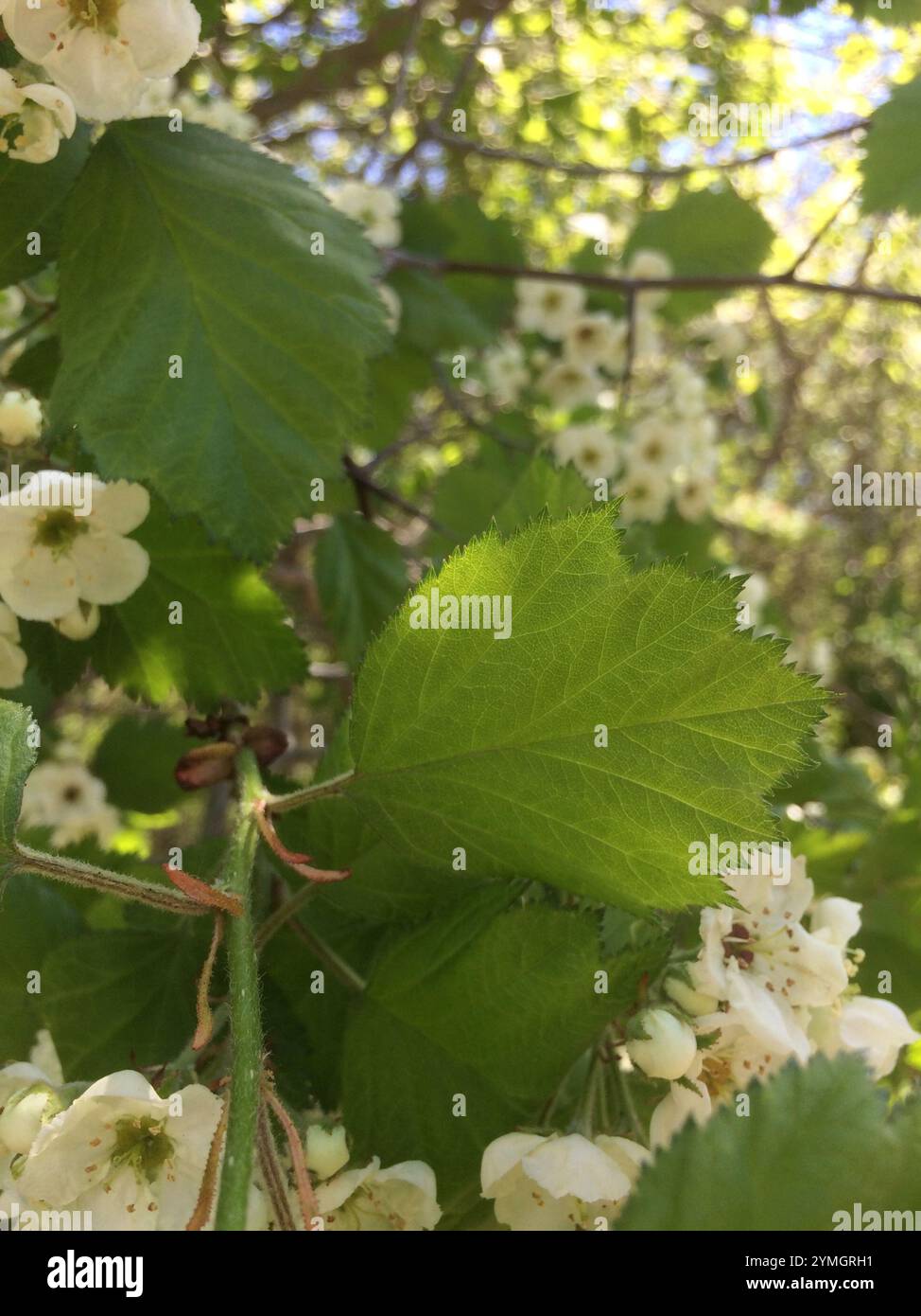 Hairy Cockspurthorn (Crataegus submollis Stock Photo - Alamy