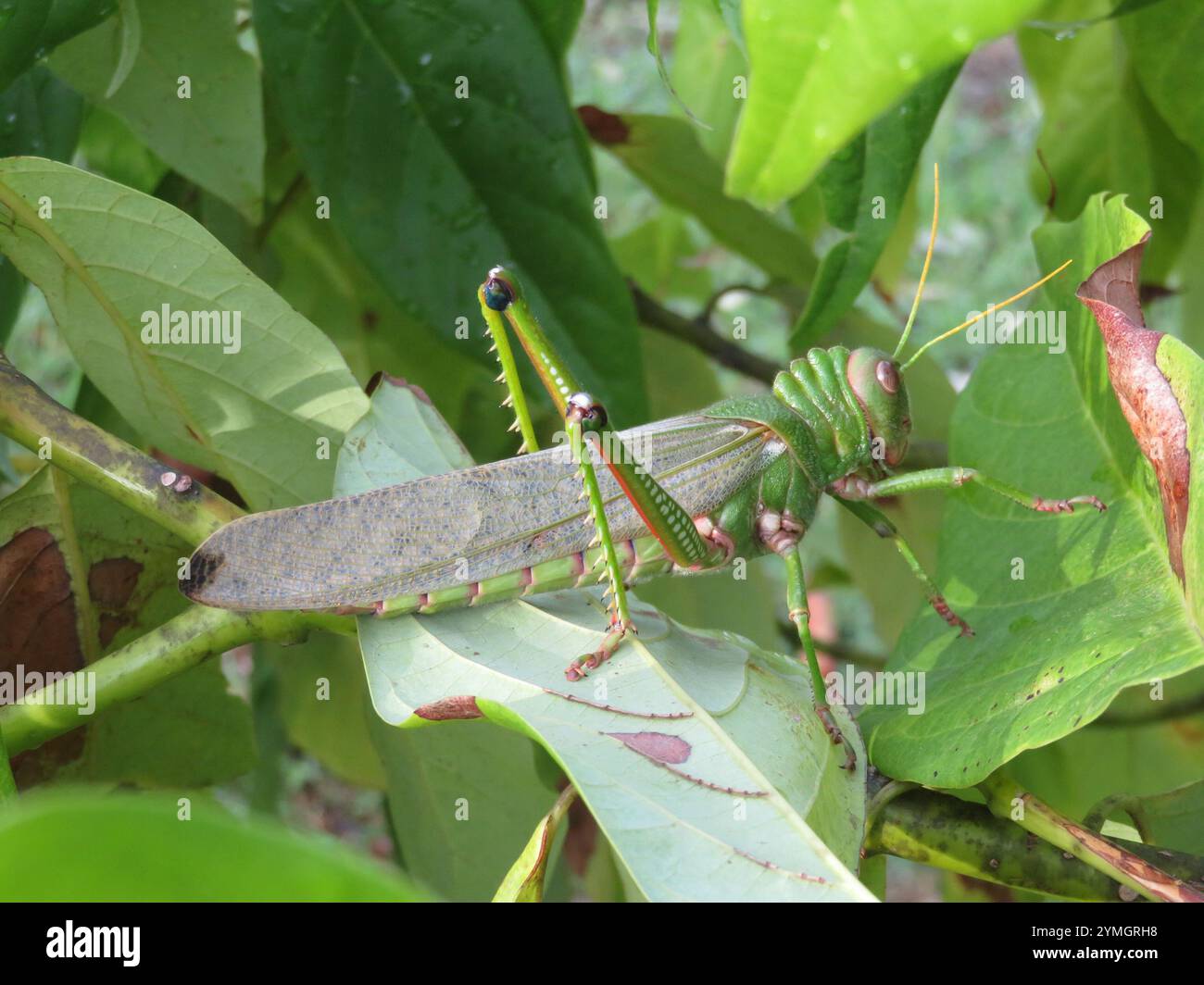 Violet-winged Grasshopper (Tropidacris collaris Stock Photo - Alamy