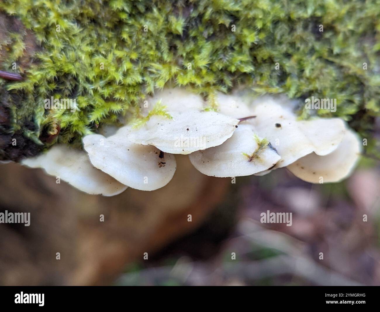 Meruliopsis hi-res stock photography and images - Alamy