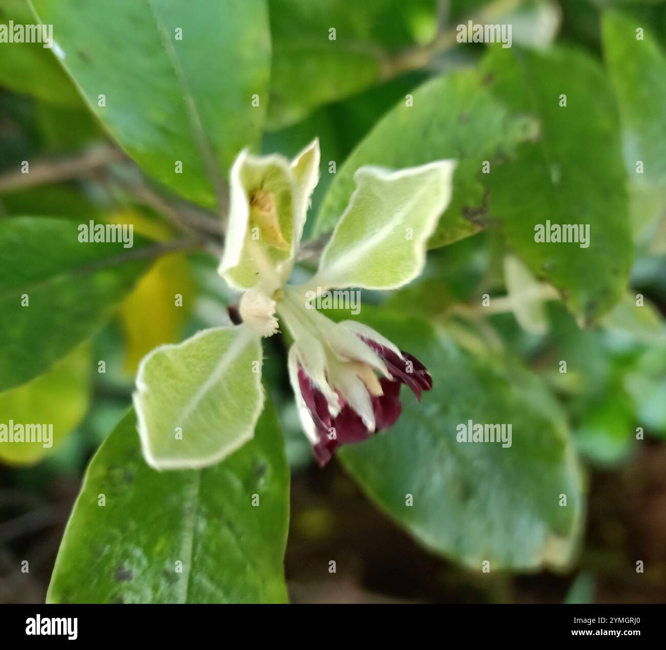 Karo (Pittosporum ralphii Stock Photo - Alamy