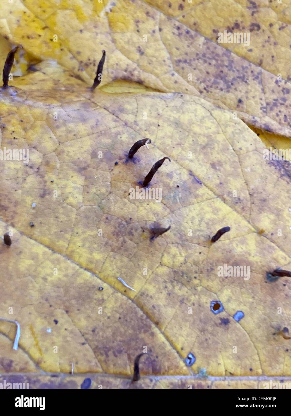 Maple Spindle Gall Mite (Vasates aceriscrumena Stock Photo - Alamy