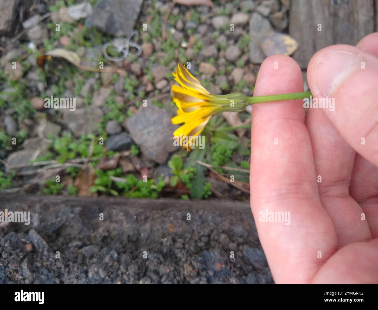 Common Cat's-ear (Hypochaeris radicata Stock Photo - Alamy