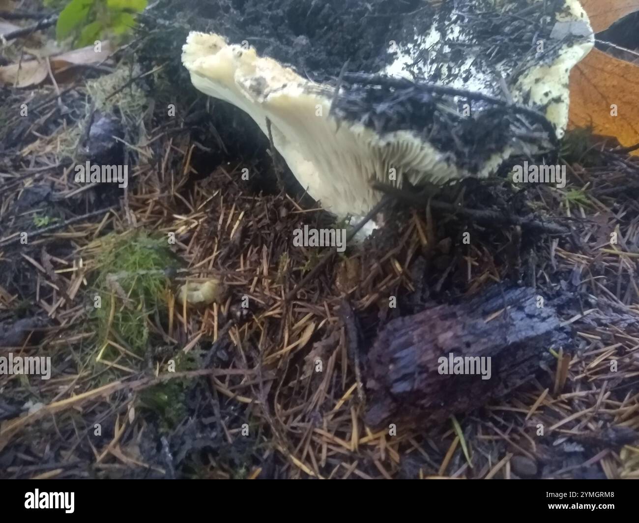 Short-stemmed Russula (Russula brevipes Stock Photo - Alamy
