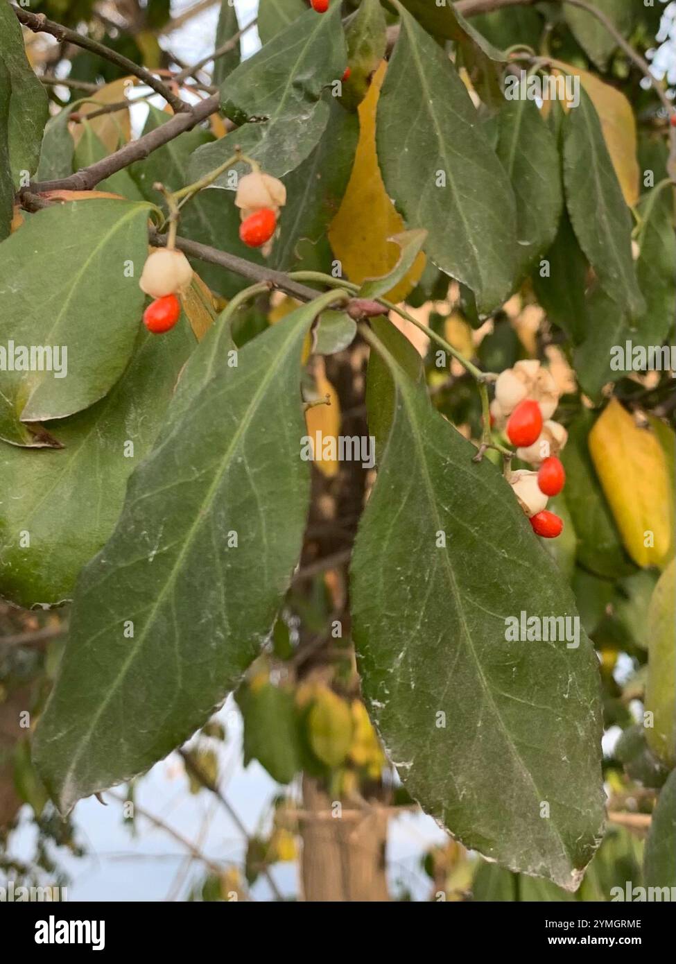 fortune's spindle (Euonymus fortunei Stock Photo - Alamy