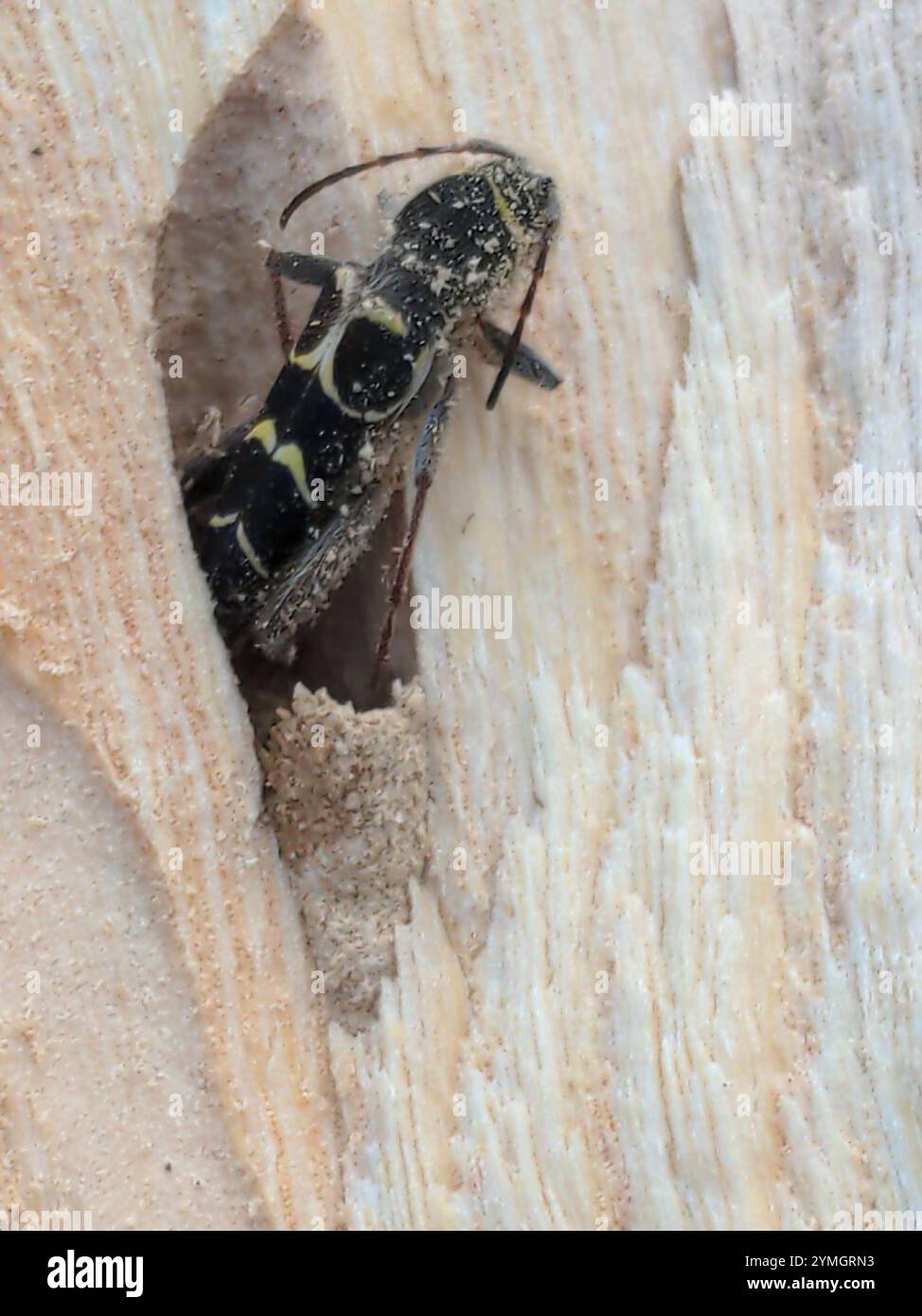 Banded Ash Borer (Neoclytus caprea Stock Photo - Alamy