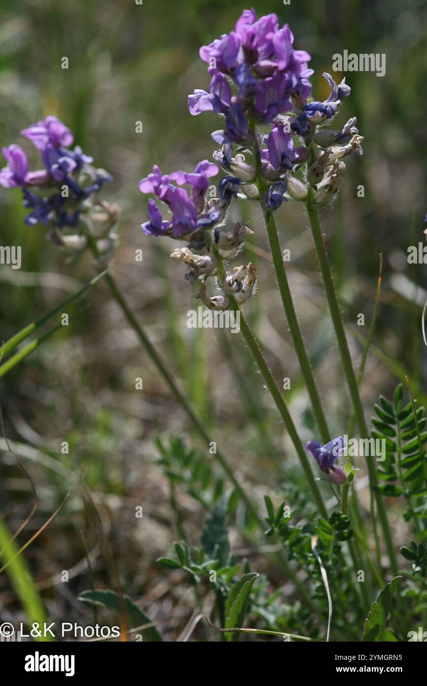 Davis's Locoweed (Oxytropis campestris davisii Stock Photo - Alamy
