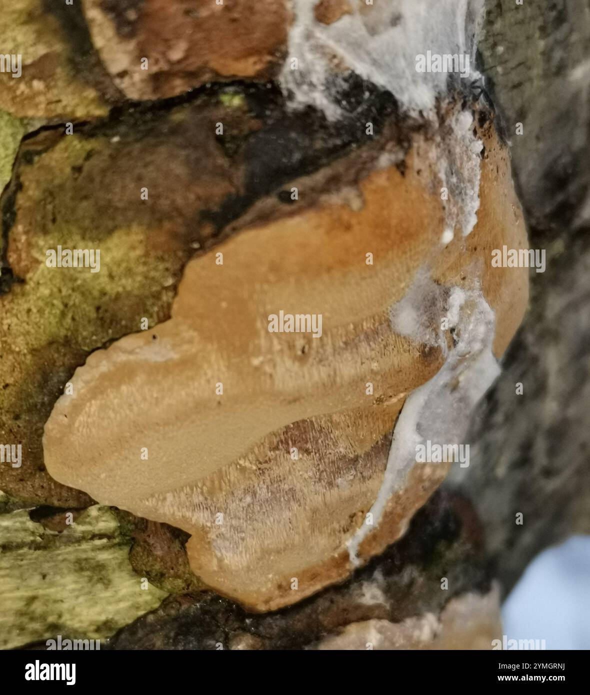 Lundellii hi-res stock photography and images - Alamy