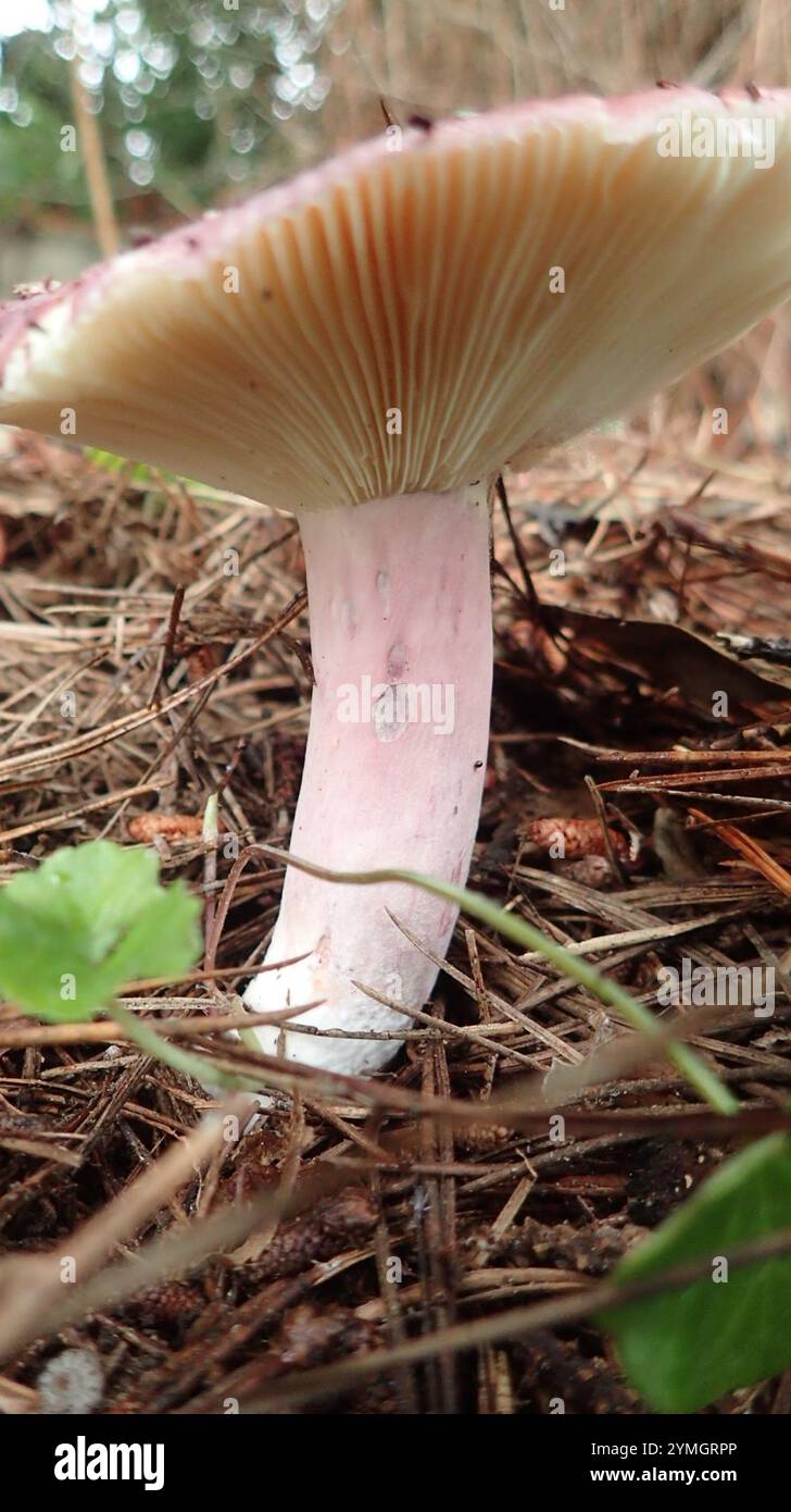 Primrose Brittlegill (Russula sardonia Stock Photo - Alamy