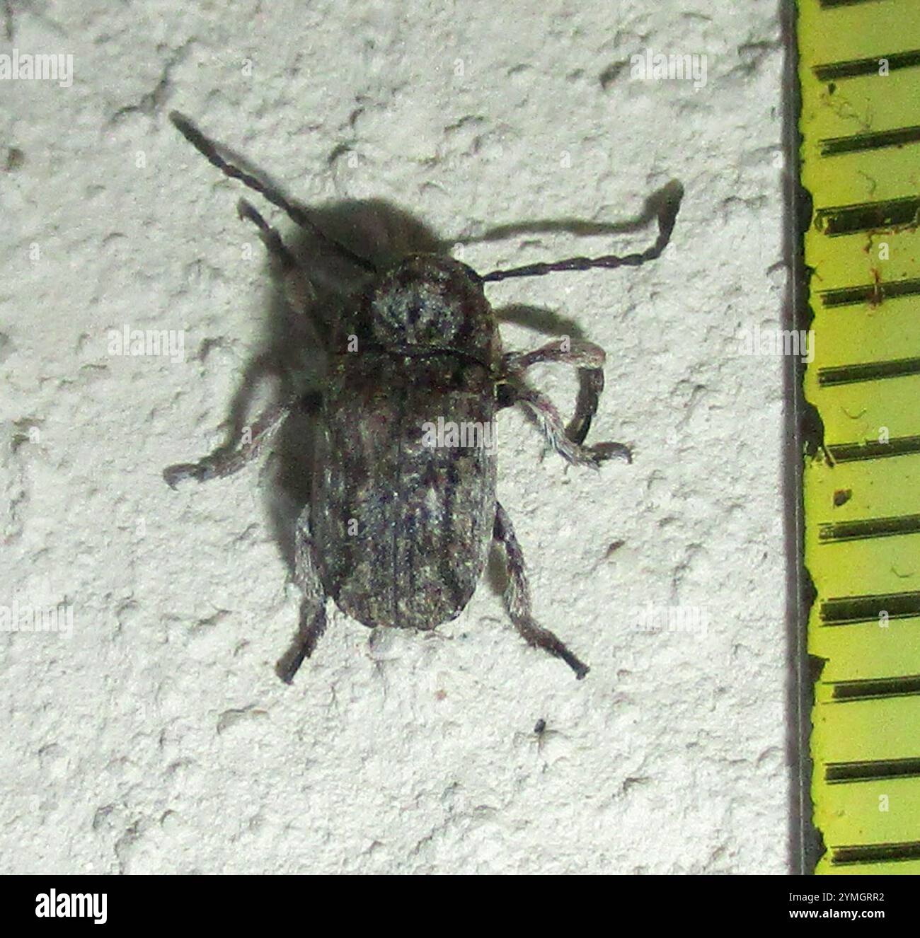 Phloeobius hi-res stock photography and images - Alamy