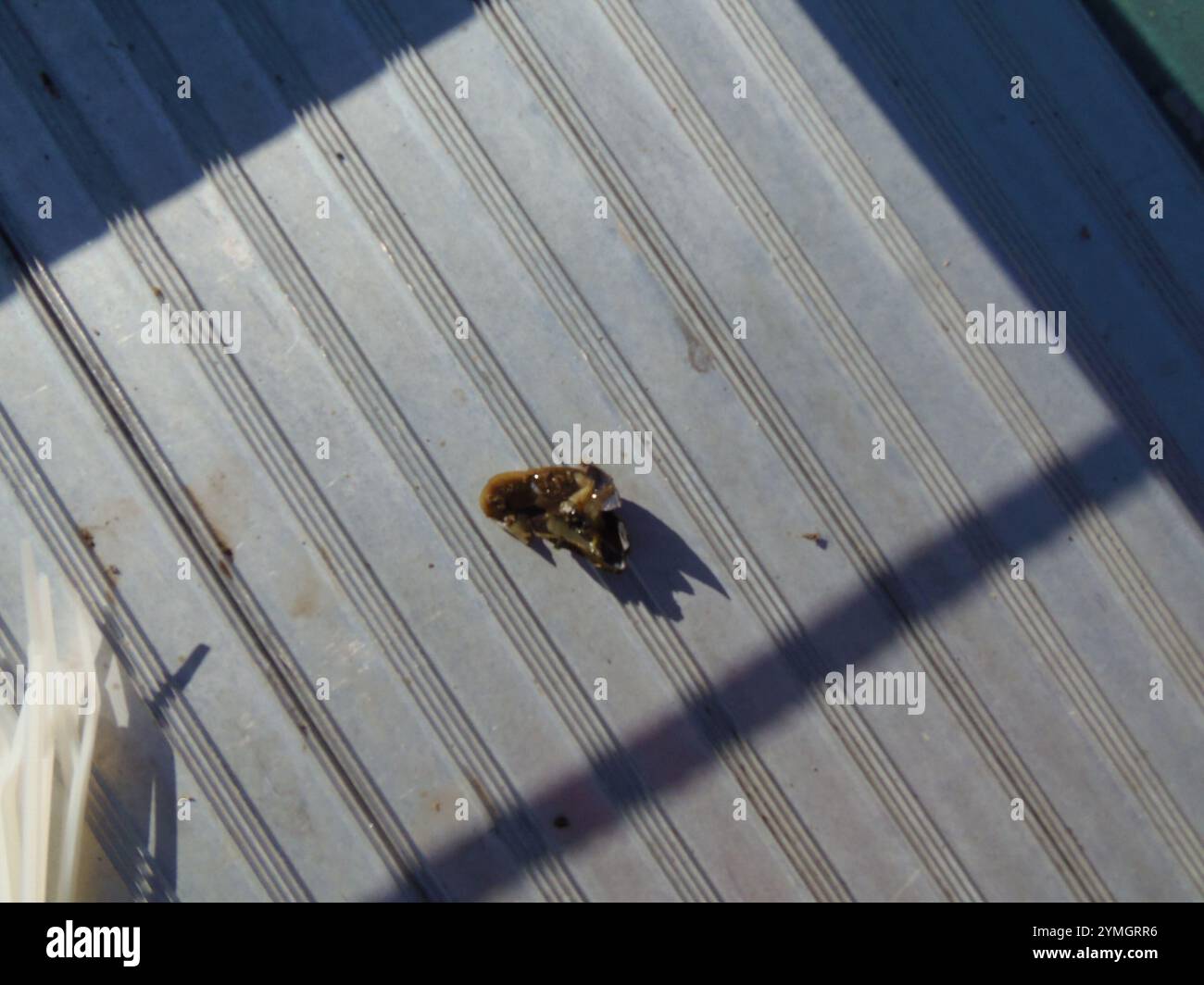 True Mussels (Mytilidae Stock Photo - Alamy