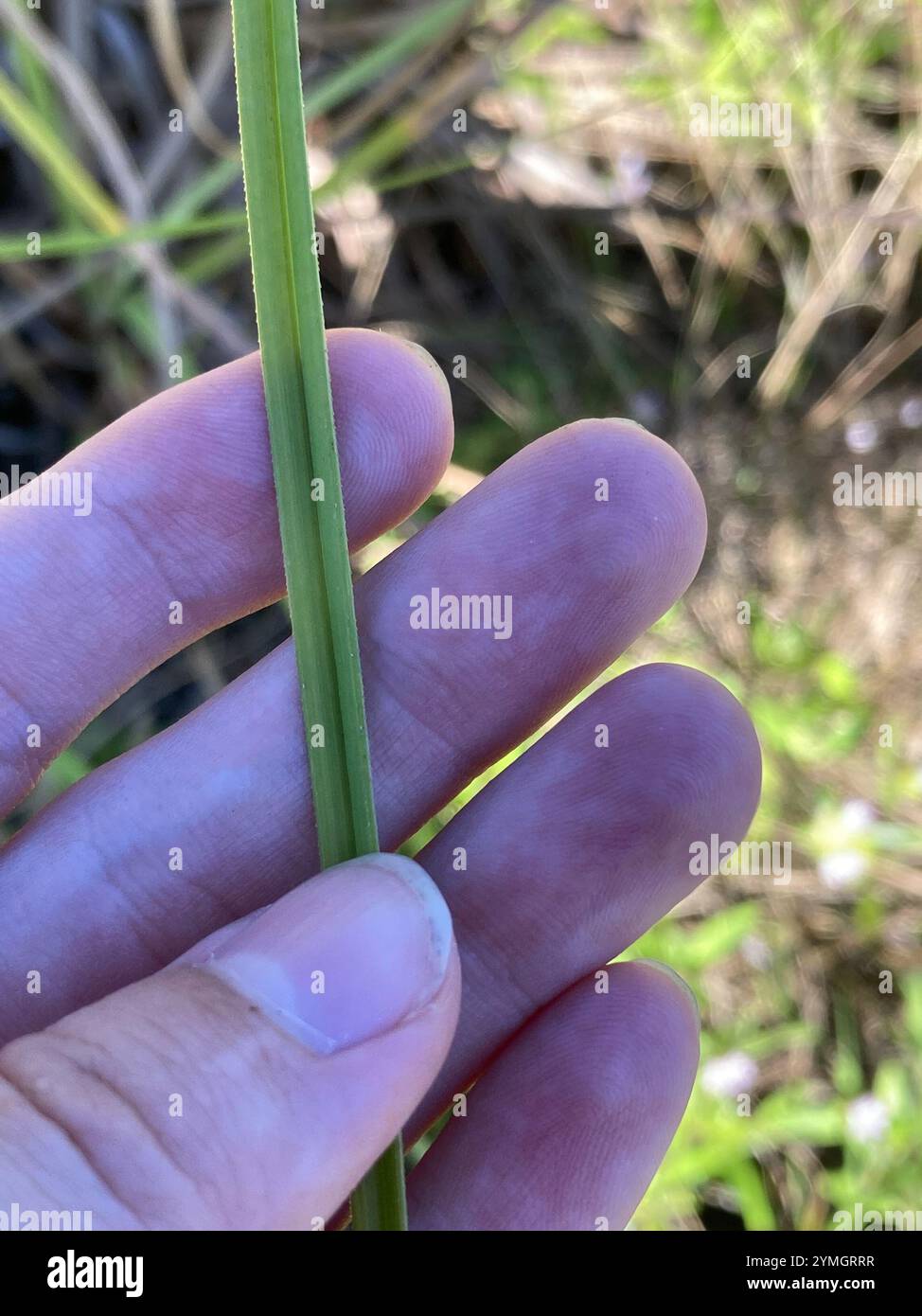 Swamp Flatsedge (Cyperus ligularis Stock Photo - Alamy