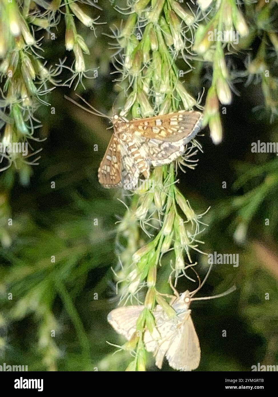 Stained-glass Moth (Samea castellalis Stock Photo - Alamy