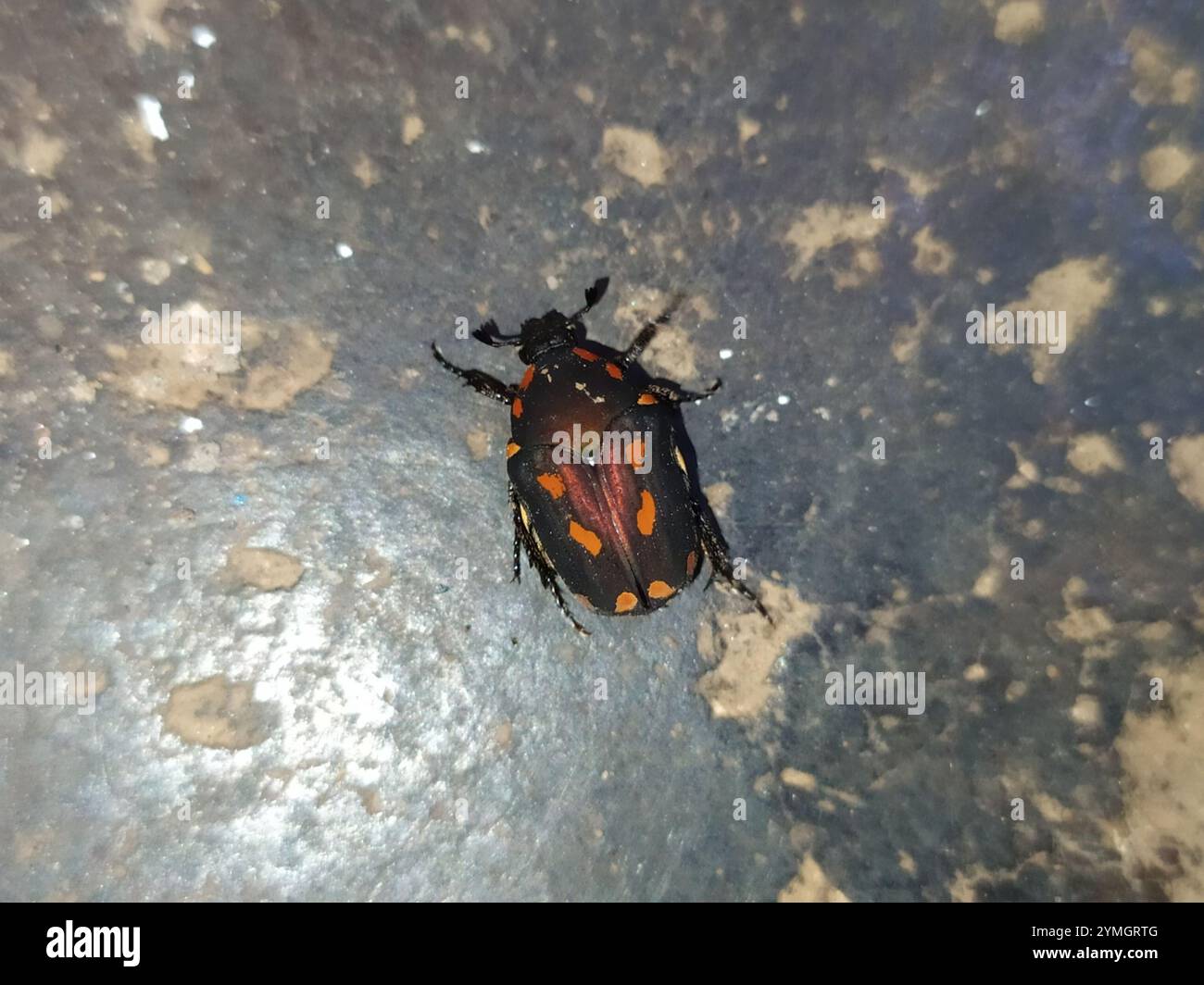 Clinteria hi-res stock photography and images - Alamy