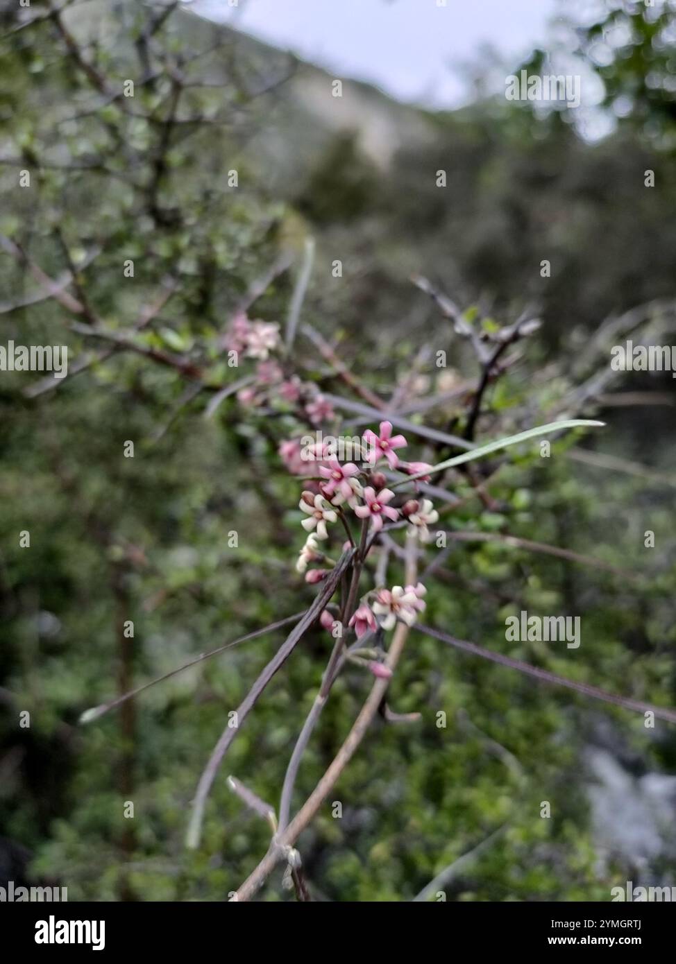 (Parsonsia capsularis rosea Stock Photo - Alamy