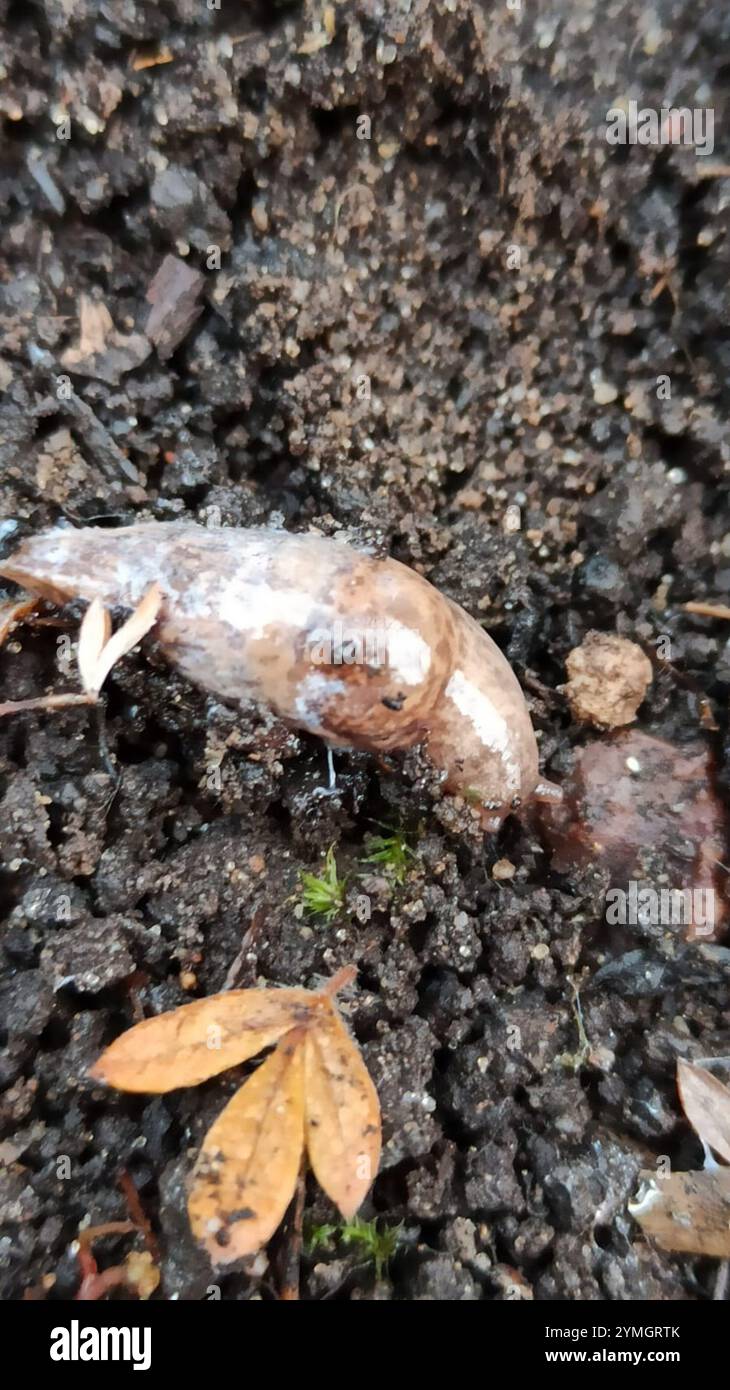 Milky slug deroceras reticulatum hi-res stock photography and images ...
