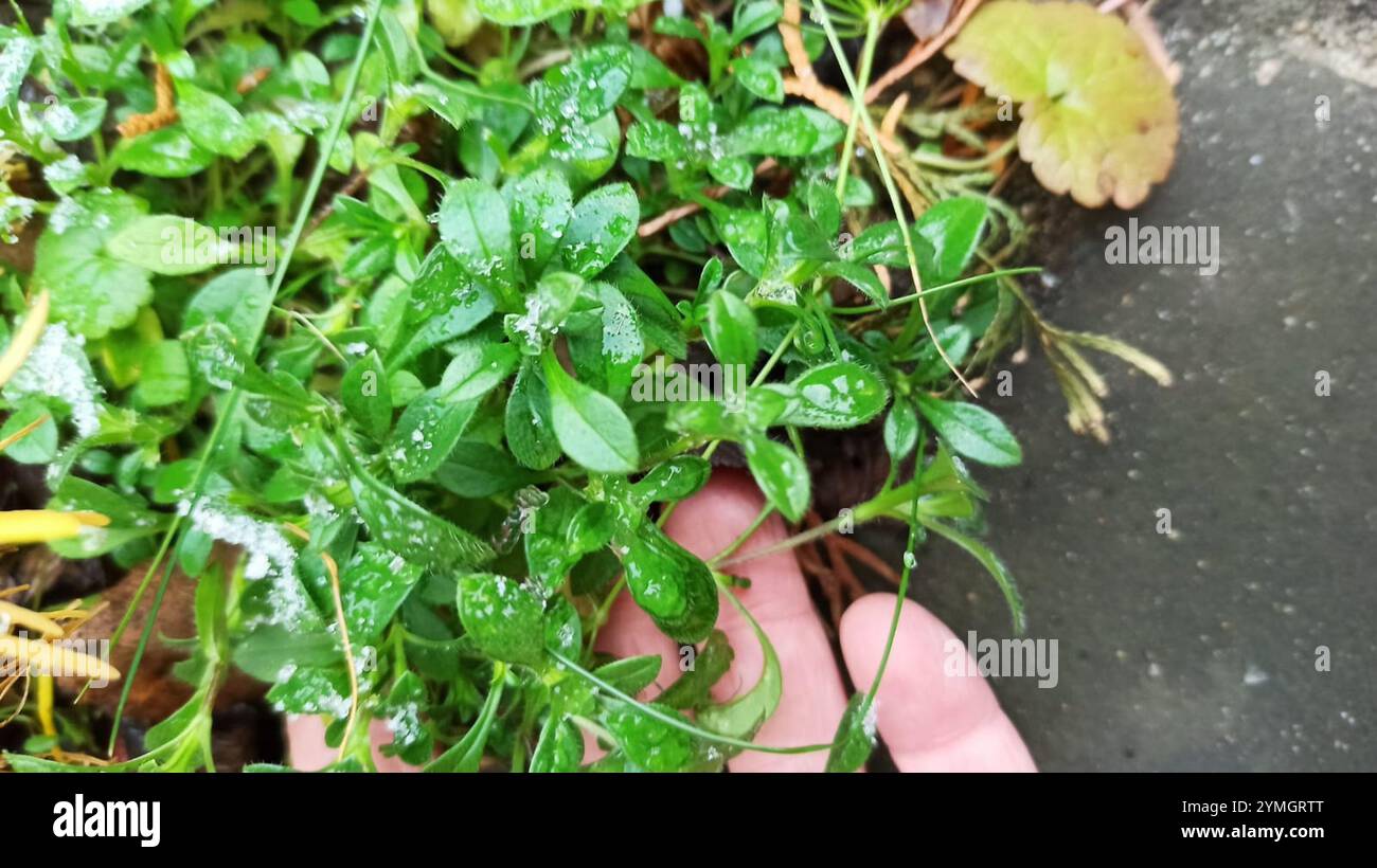 Common mouse-ear chickweed (Cerastium holosteoides Stock Photo - Alamy