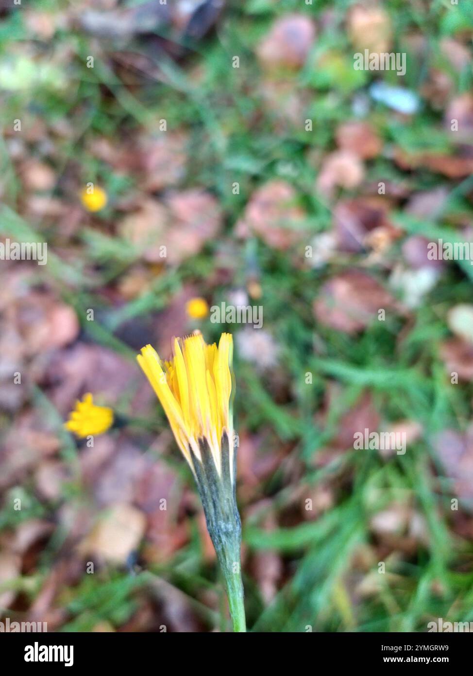 Autumn Hawkbit (Scorzoneroides autumnalis Stock Photo - Alamy