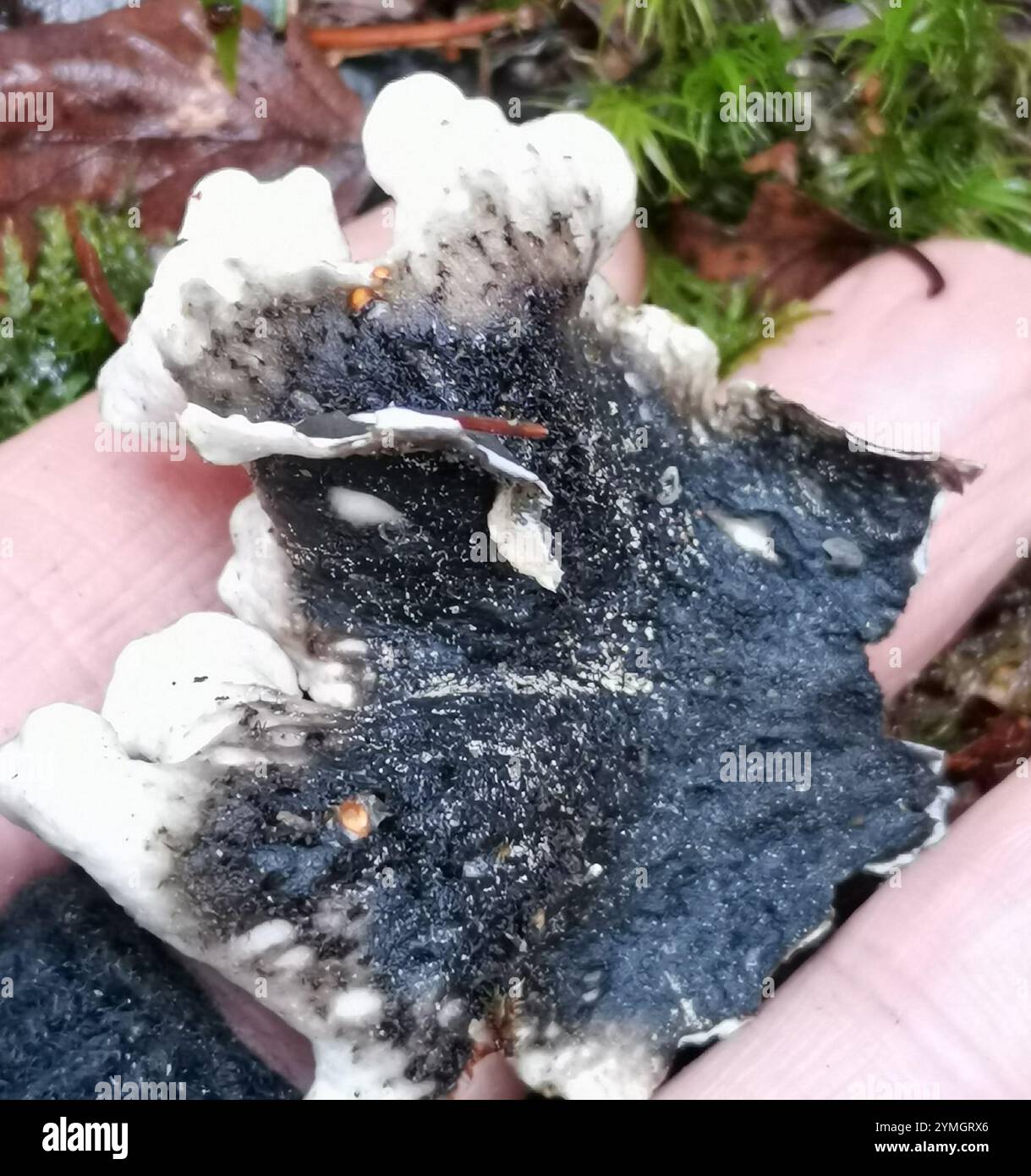 Blacksaddle pelt lichen (Peltigera neckeri Stock Photo - Alamy