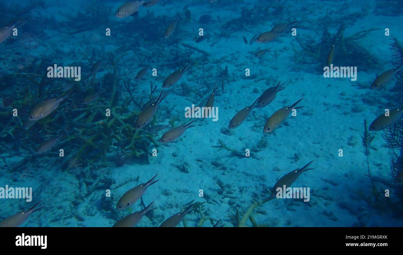 Brown Chromis (Azurina multilineata Stock Photo - Alamy
