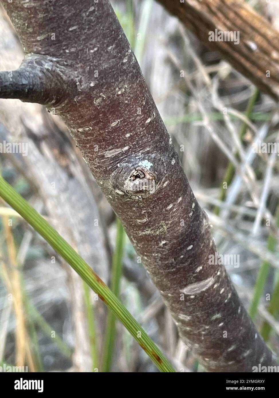 common hoptree (Ptelea trifoliata Stock Photo - Alamy