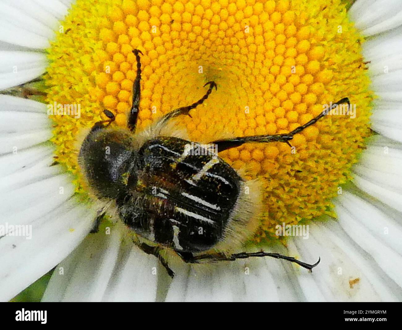 Bee-mimic Beetle (Trichiotinus assimilis Stock Photo - Alamy