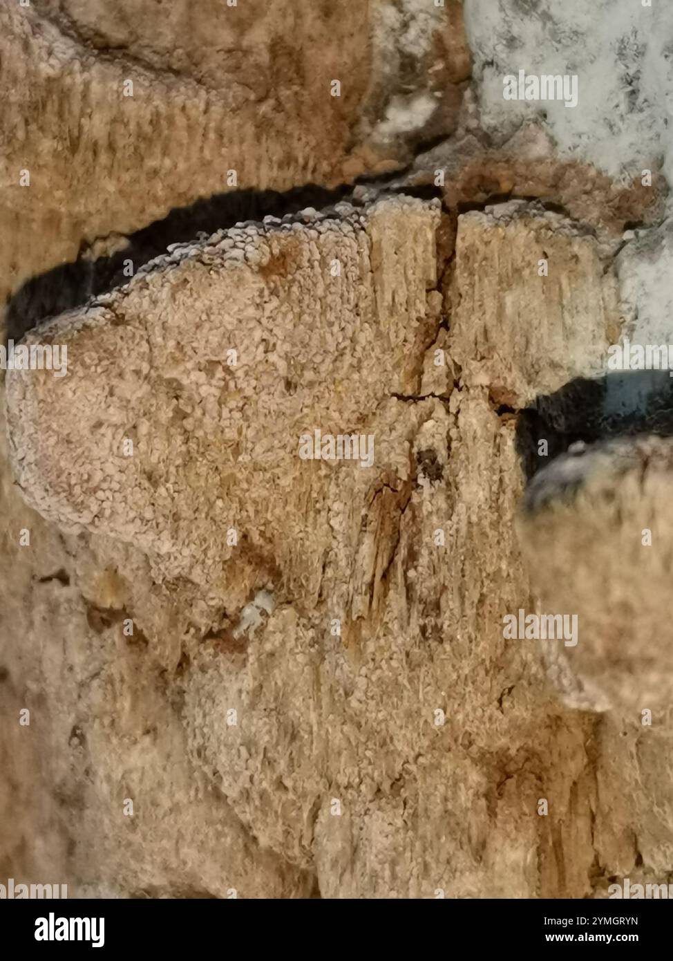 Mensularia radiata hi-res stock photography and images - Alamy