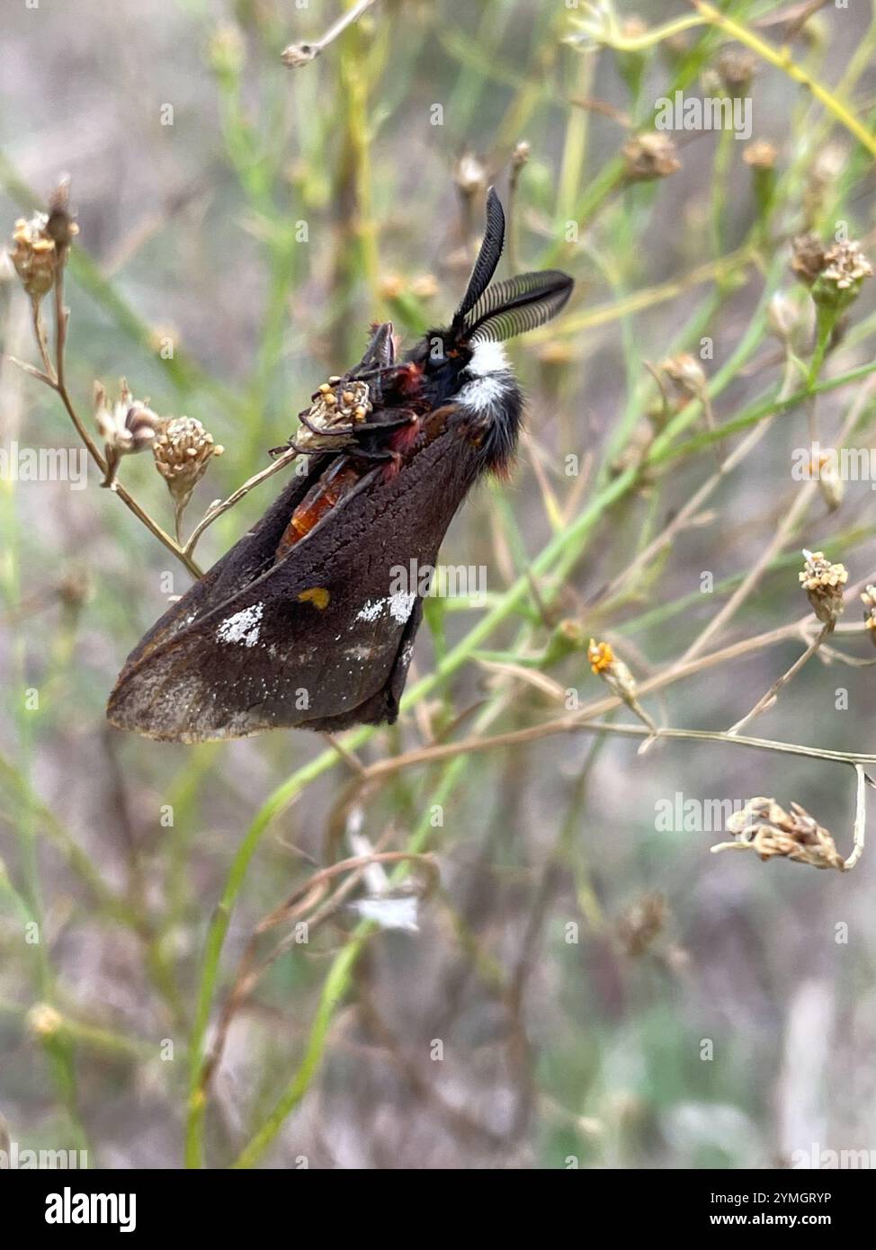 Buckmoth hi-res stock photography and images - Alamy